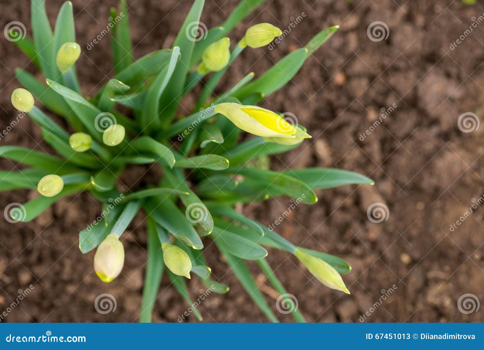 Sprouted Spring Flowers Daffodils in Early Spring Garden - Top View ...