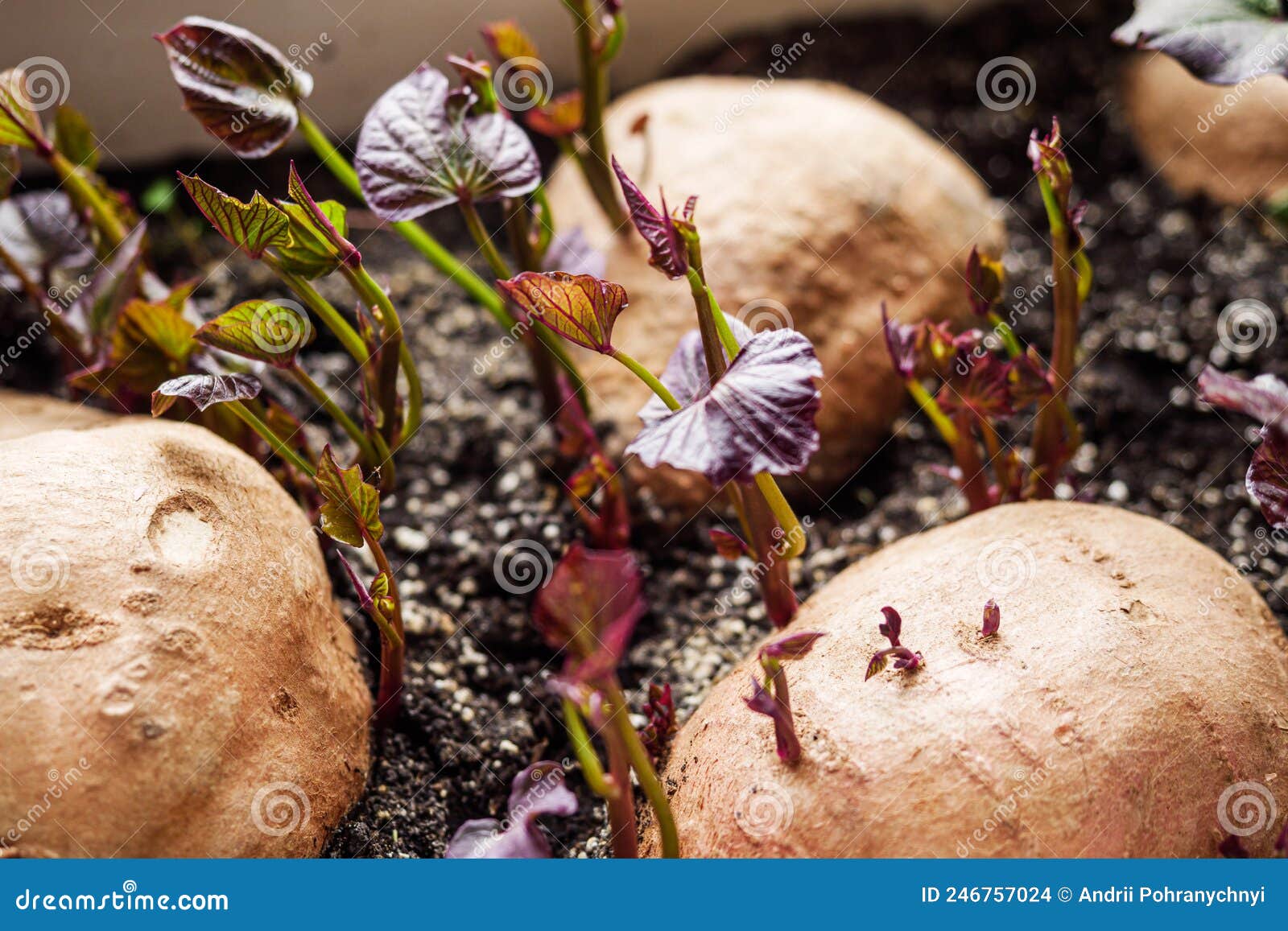 Sprouted Sweet Potatoes in a Container for Growing Seedlings Stock ...