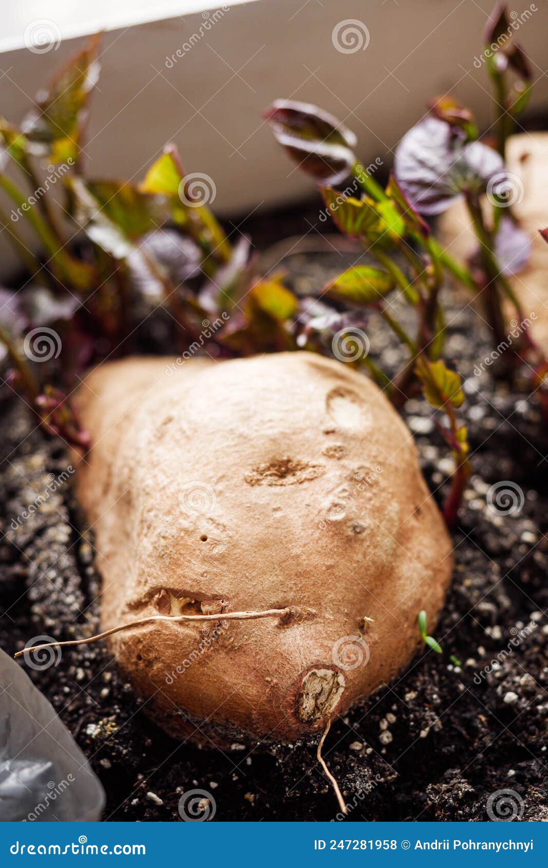 Sprouted Sweet Potatoes in a Container for Growing Seedlings Stock ...