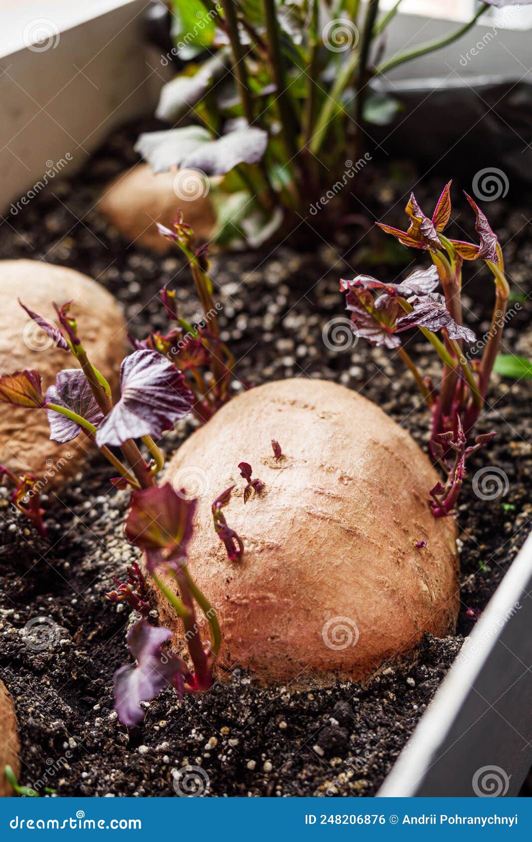 Sprouted Sweet Potatoes in a Container for Growing Seedlings Stock ...