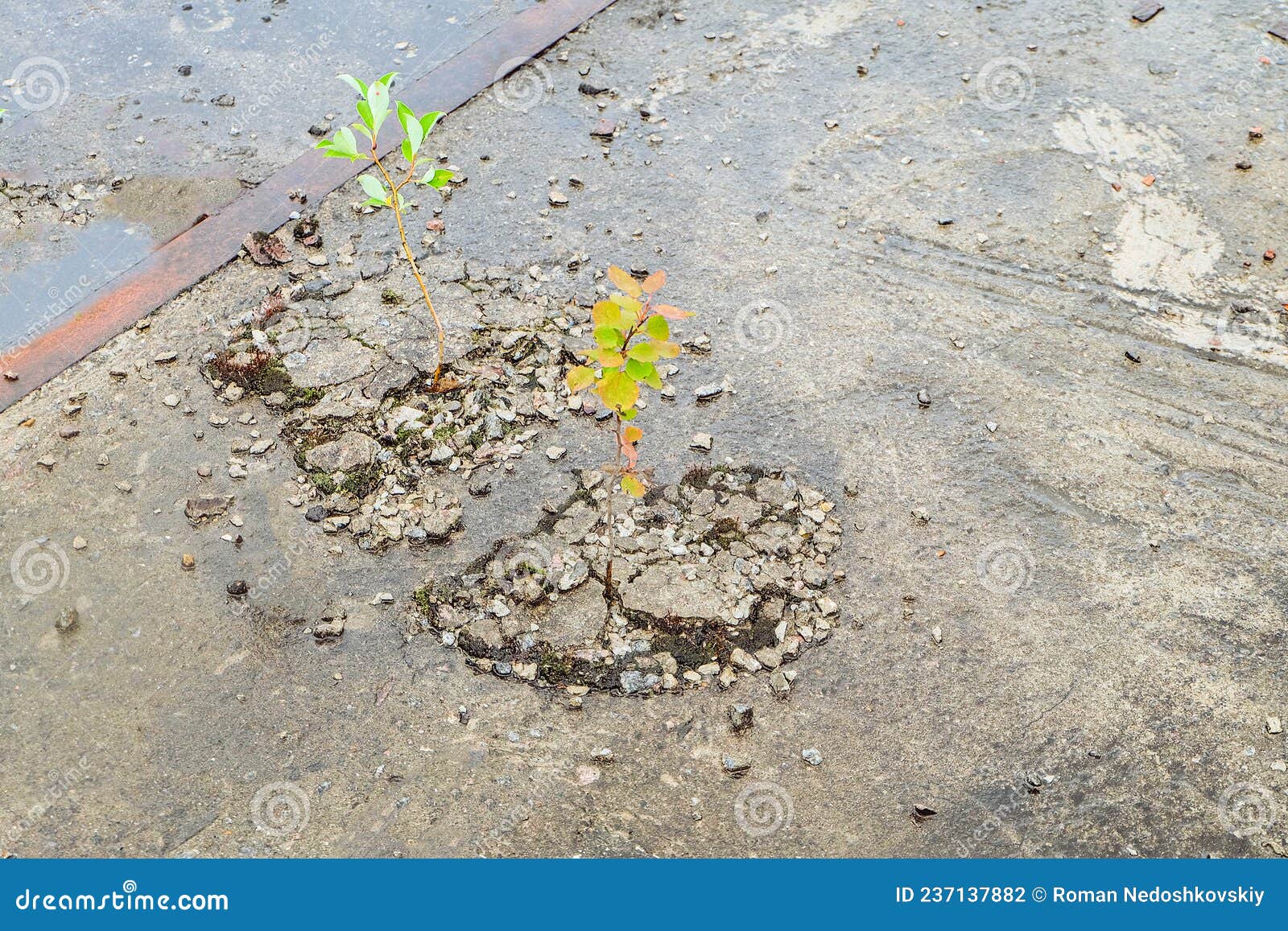 Sprouted Trees from Abandoned Reinforced Concrete Structures Stock ...