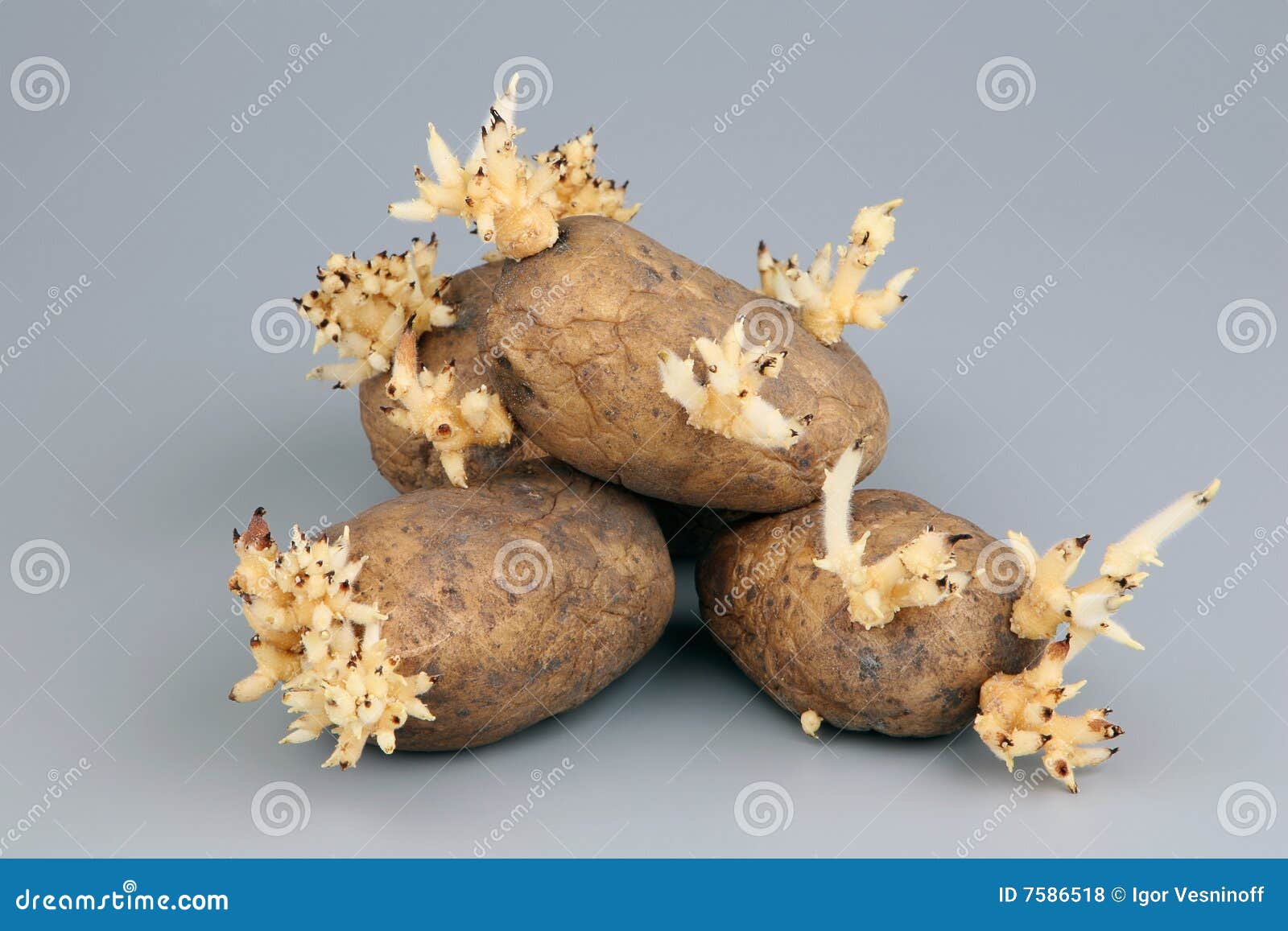 Tubers Of Potato And Stack Chips. Royalty-Free Stock Photography ...