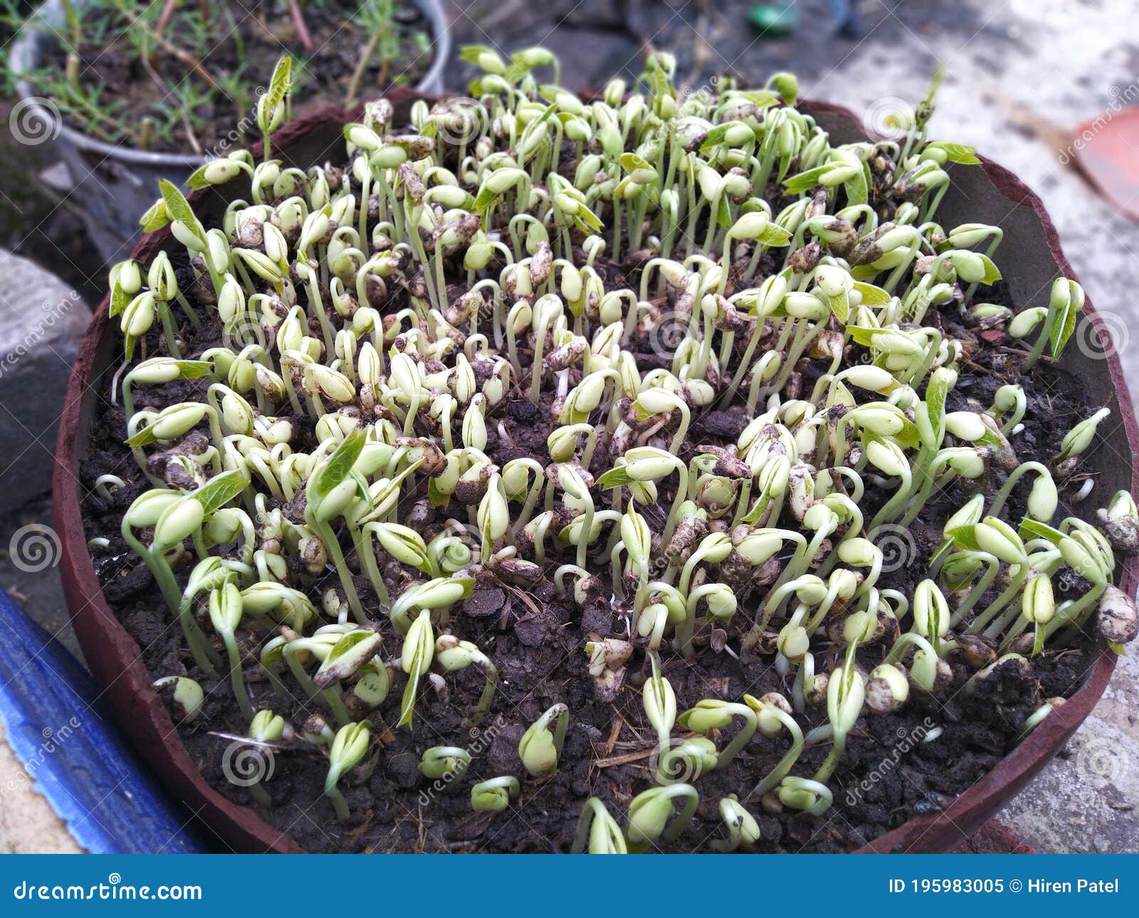 Sprouted Val Bean (White Bean) Stock Image - Image of plant, evergreen ...