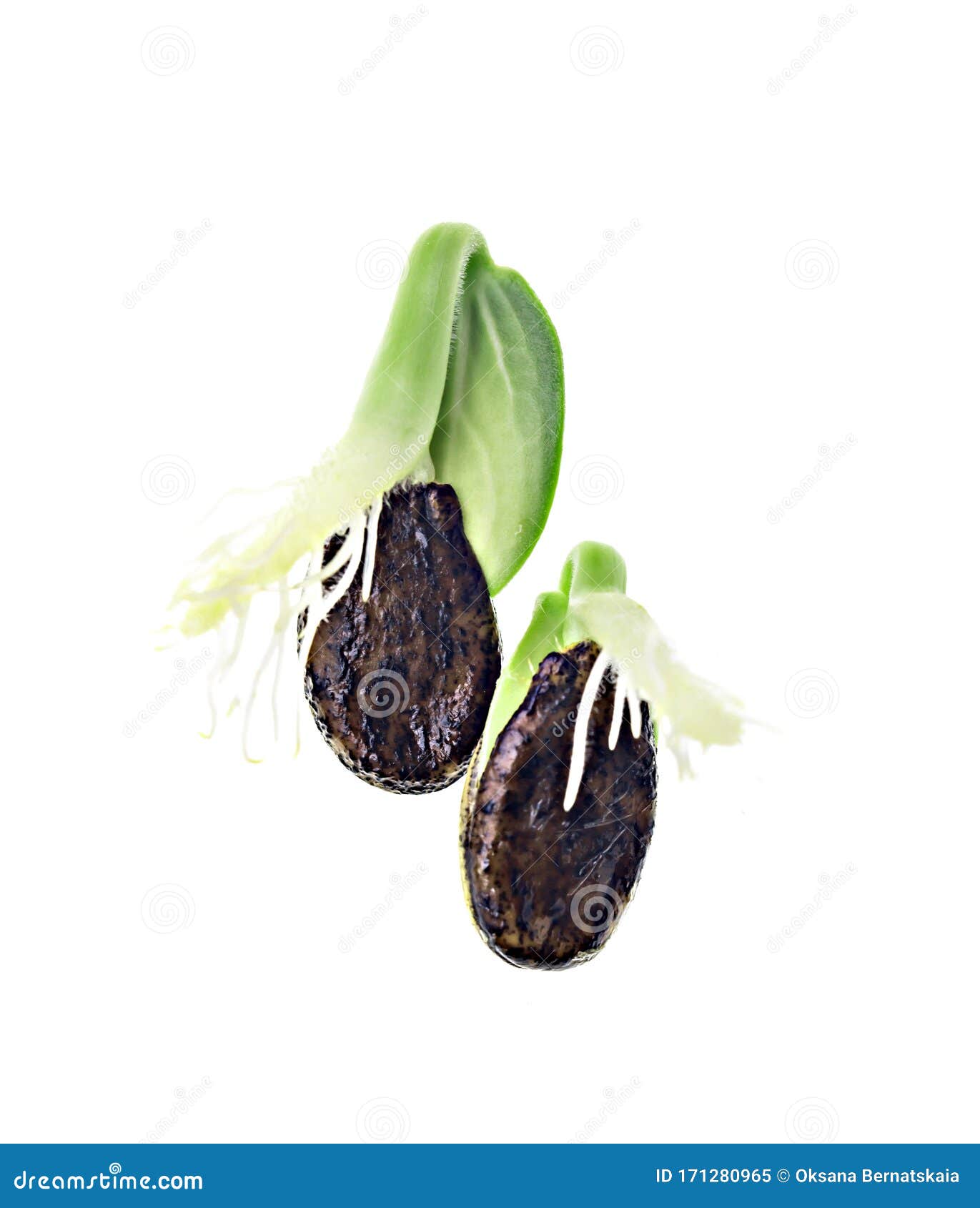 Sprouted Watermelon Seeds on a White Background Stock Image - Image of ...