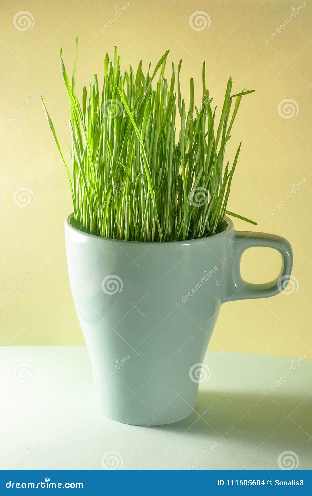 Sprouted Wheat in a Cup stock photo. Image of vitamins - 111605604