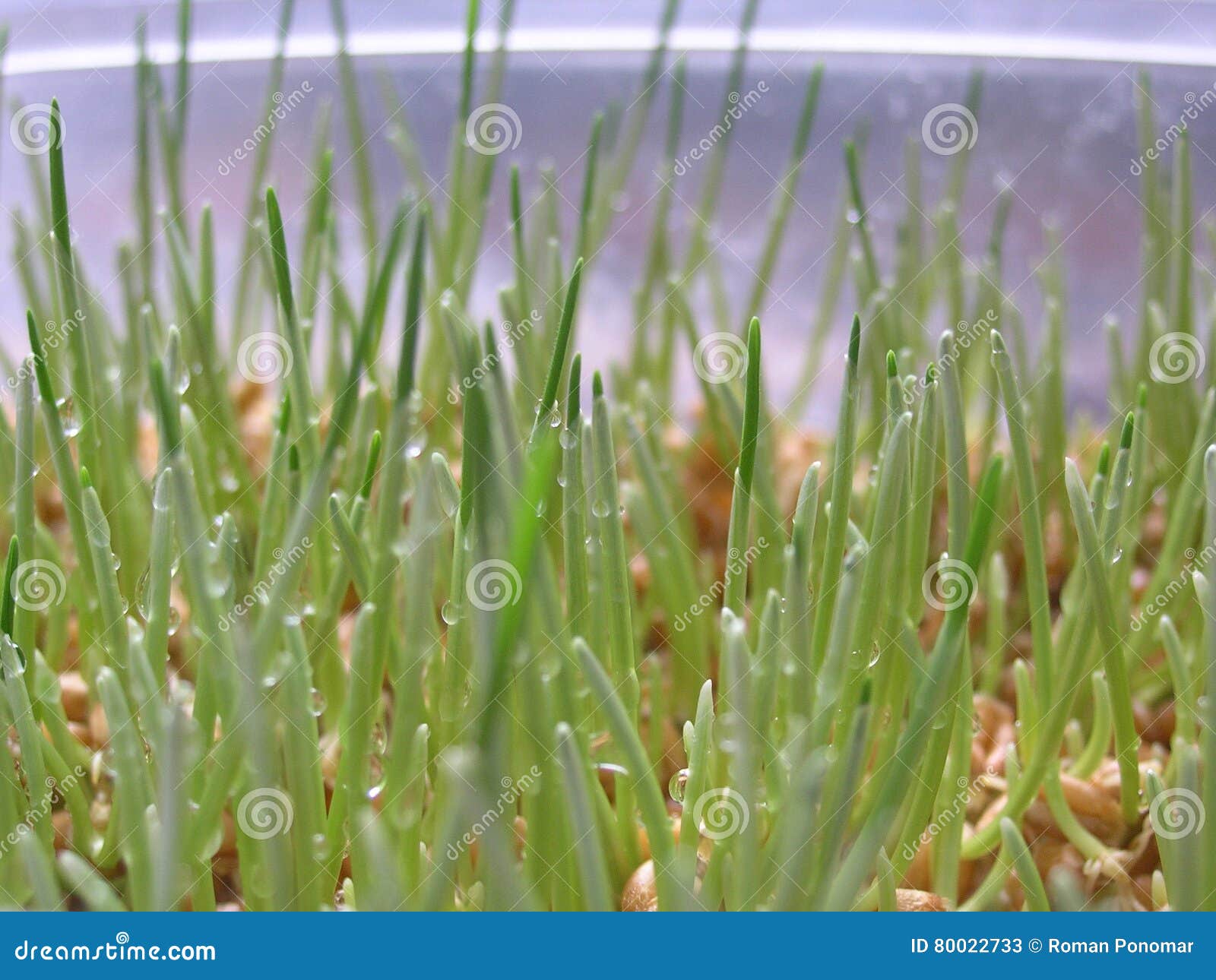 Sprouted Wheat with Dew Macro Stock Image - Image of food, background ...