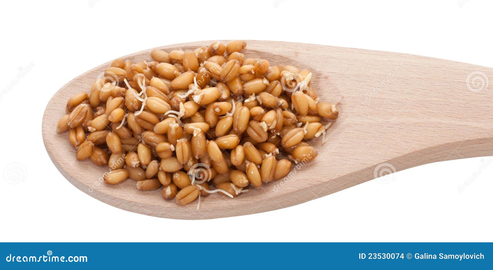 Sprouted wheat grain stock photo. Image of grain, farming - 23530074