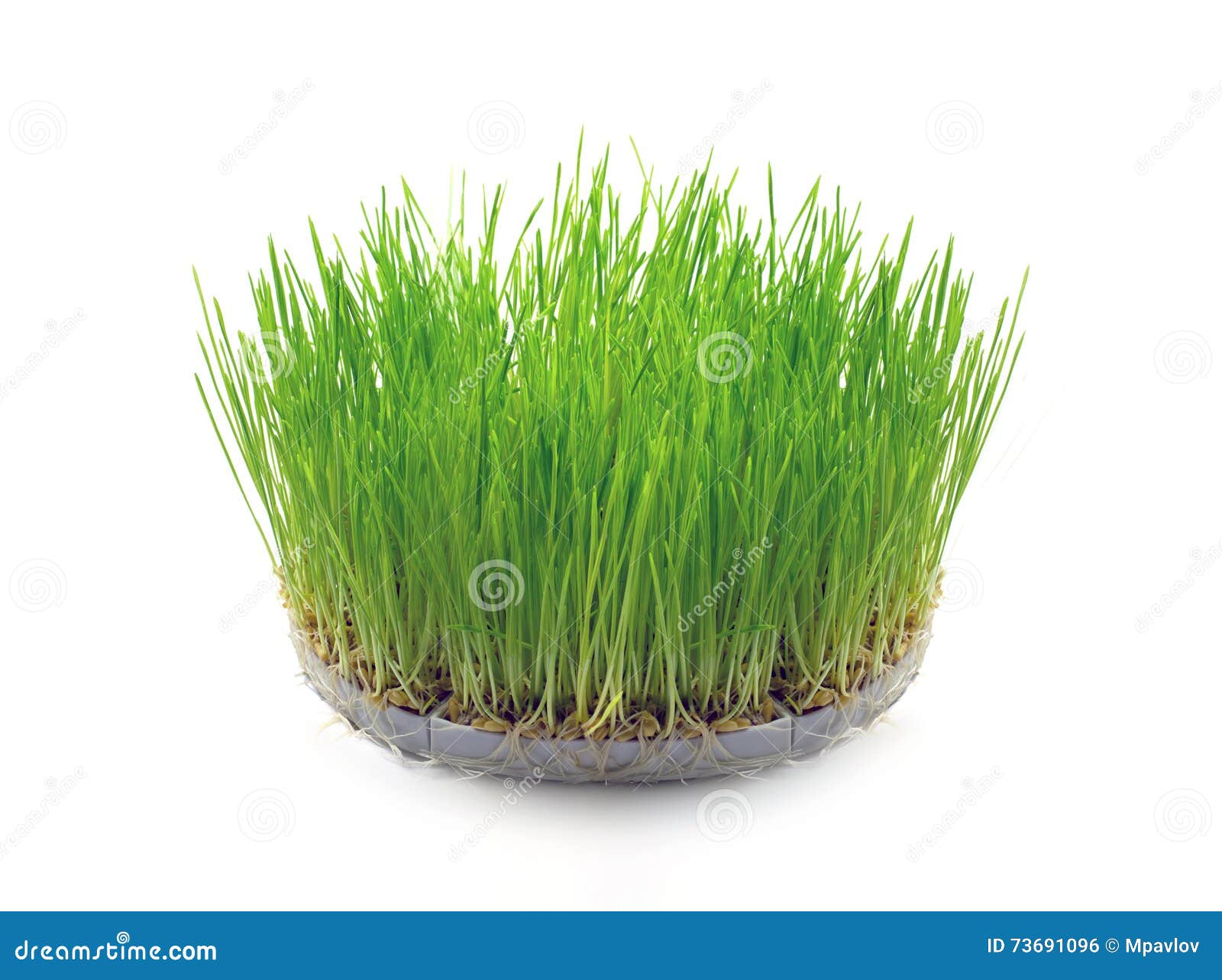 Sprouted Wheat Grain in the Form of Grass Stock Photo - Image of ...