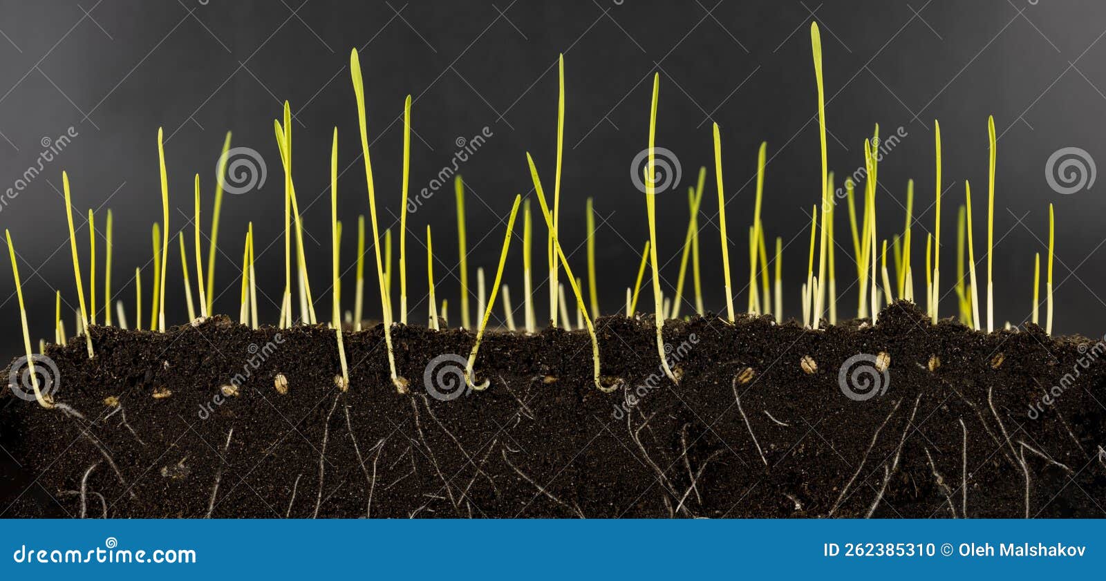 Sprouted Wheat Grain in the Soil. Wheat Shoots. Panorama. Stock Photo ...