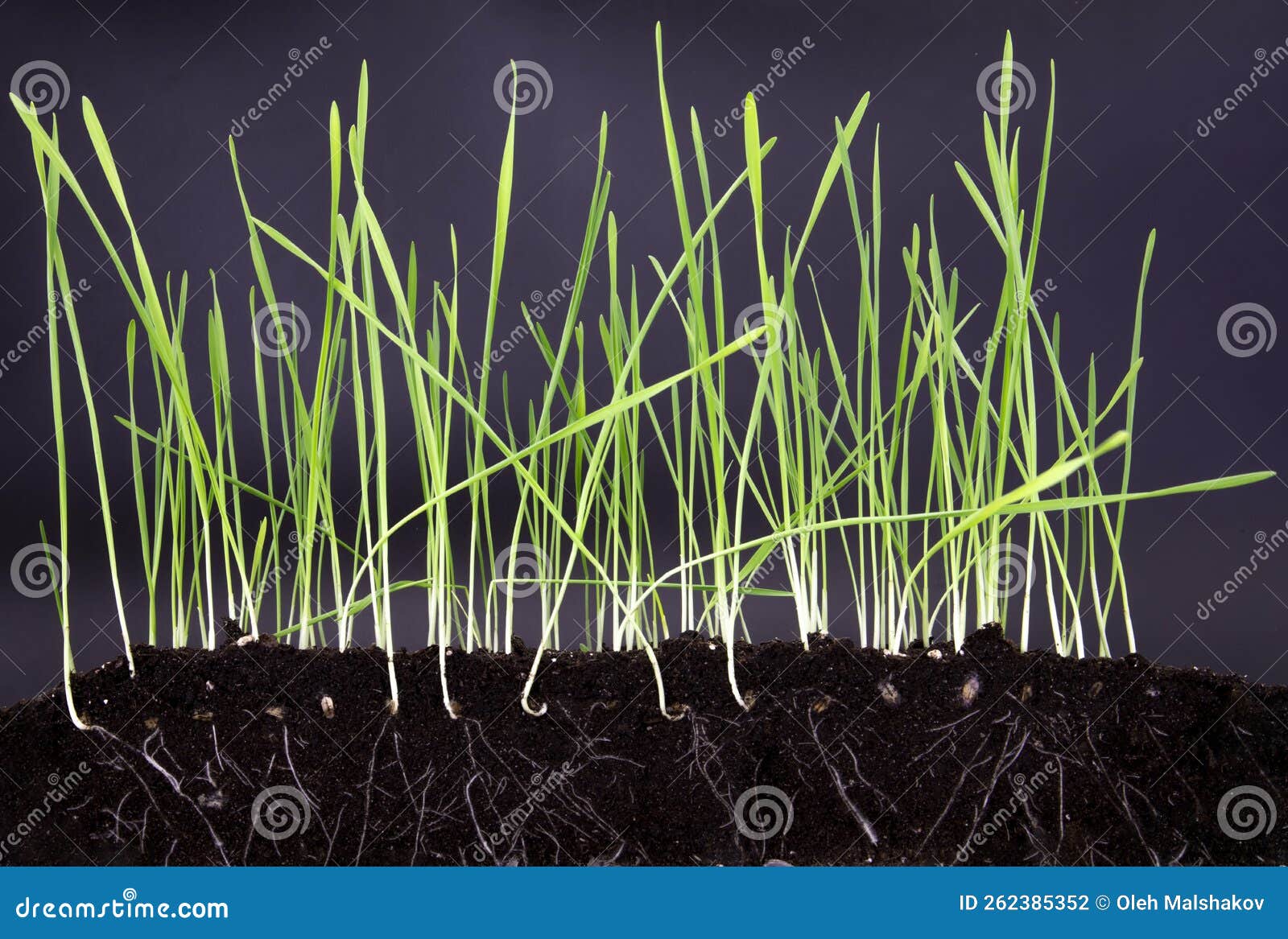 Sprouted Wheat Grain in the Soil. Wheat Shoots. Panorama. Stock Photo ...