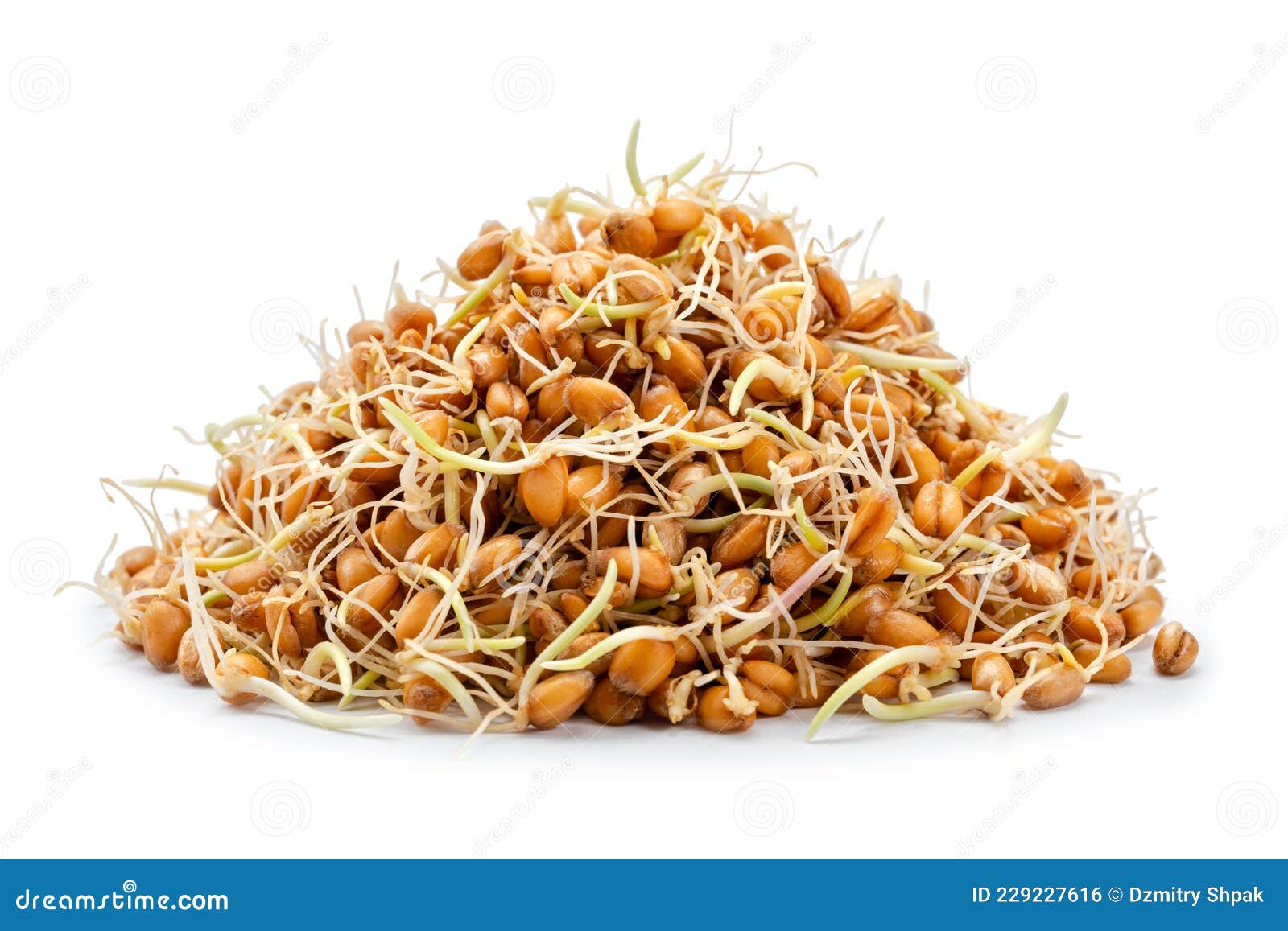 Sprouted Wheat Grain on a White Background Stock Photo - Image of plant ...