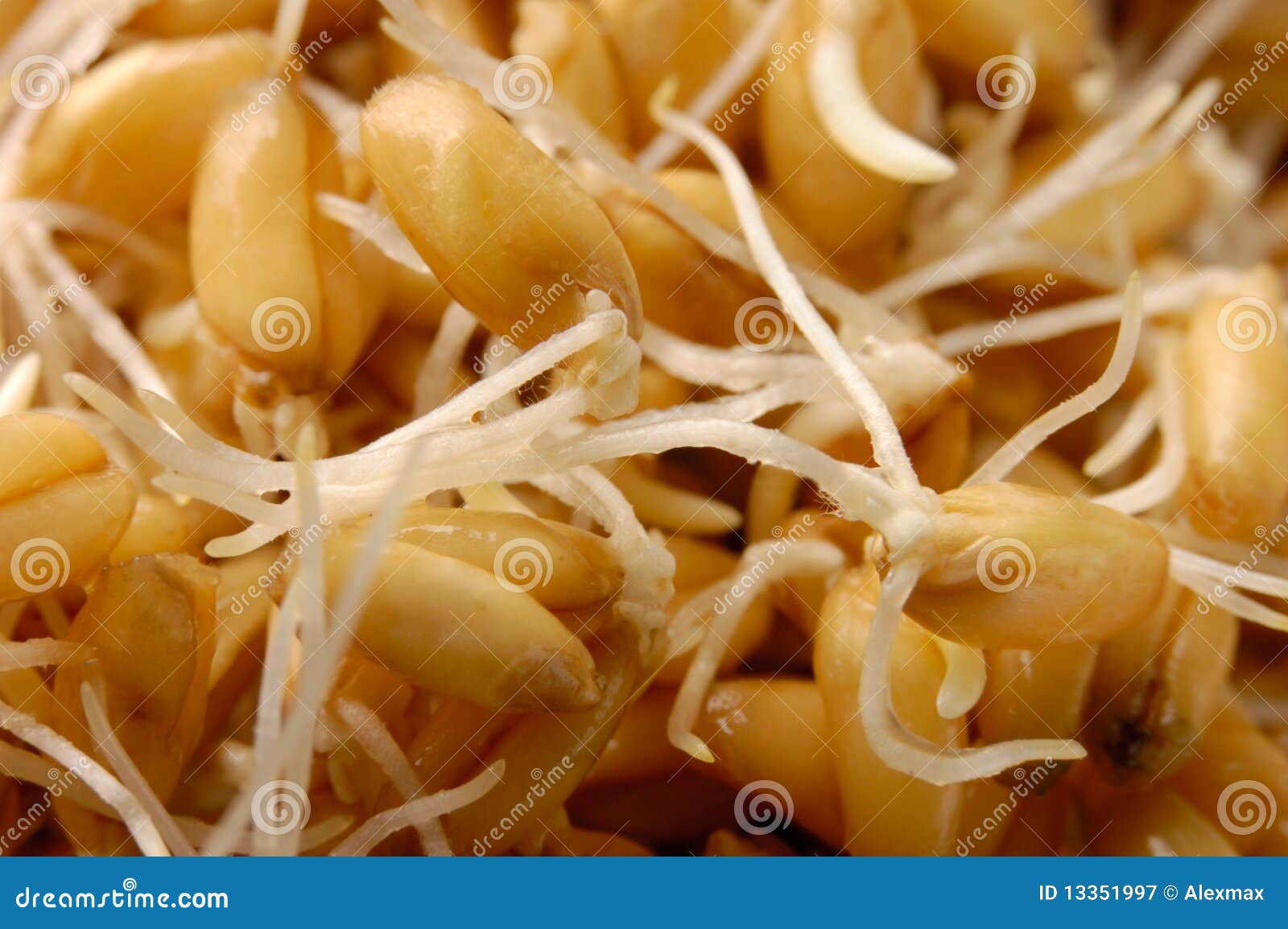 Sprouted Wheat Grains stock image. Image of macro, ingredient - 13351997
