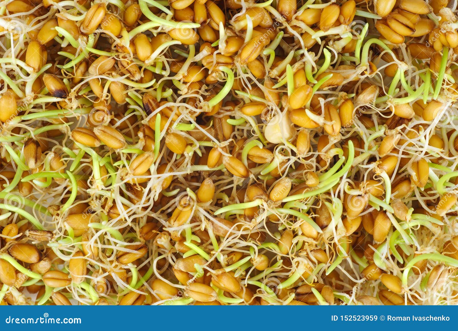 Sprouted wheat grains stock image. Image of cereal, germinate - 152523959
