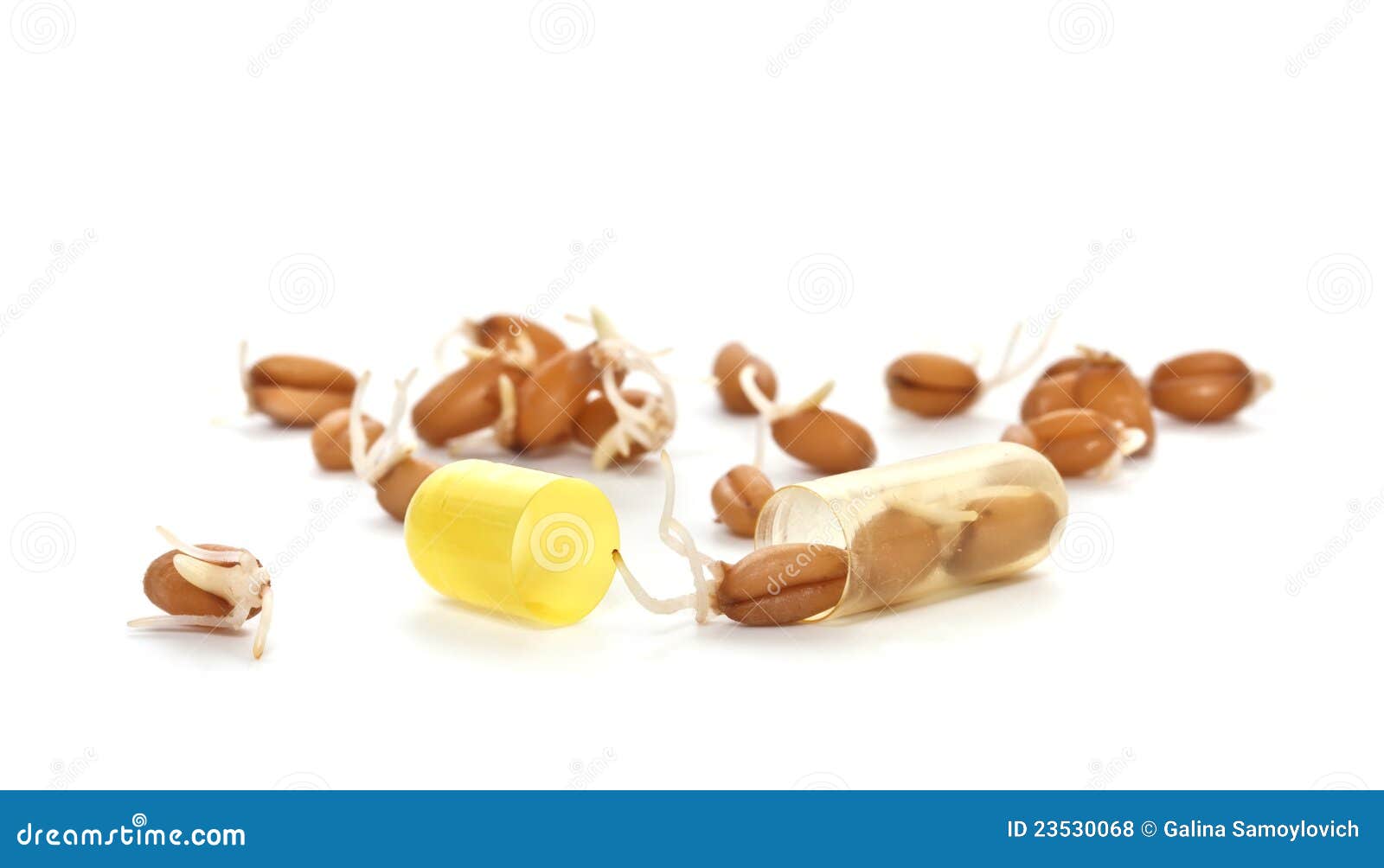 Sprouted wheat grains stock photo. Image of cereal, bright - 23530068