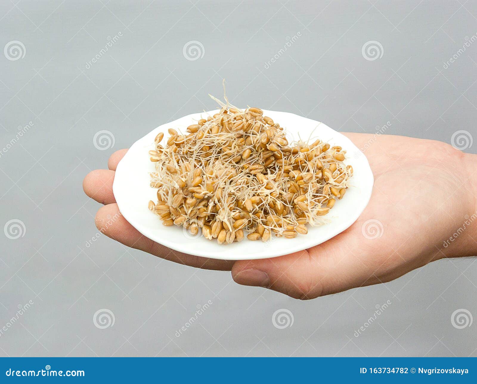 Sprouted Wheat Grains in a Ceramic Plate Stock Photo - Image of germ ...