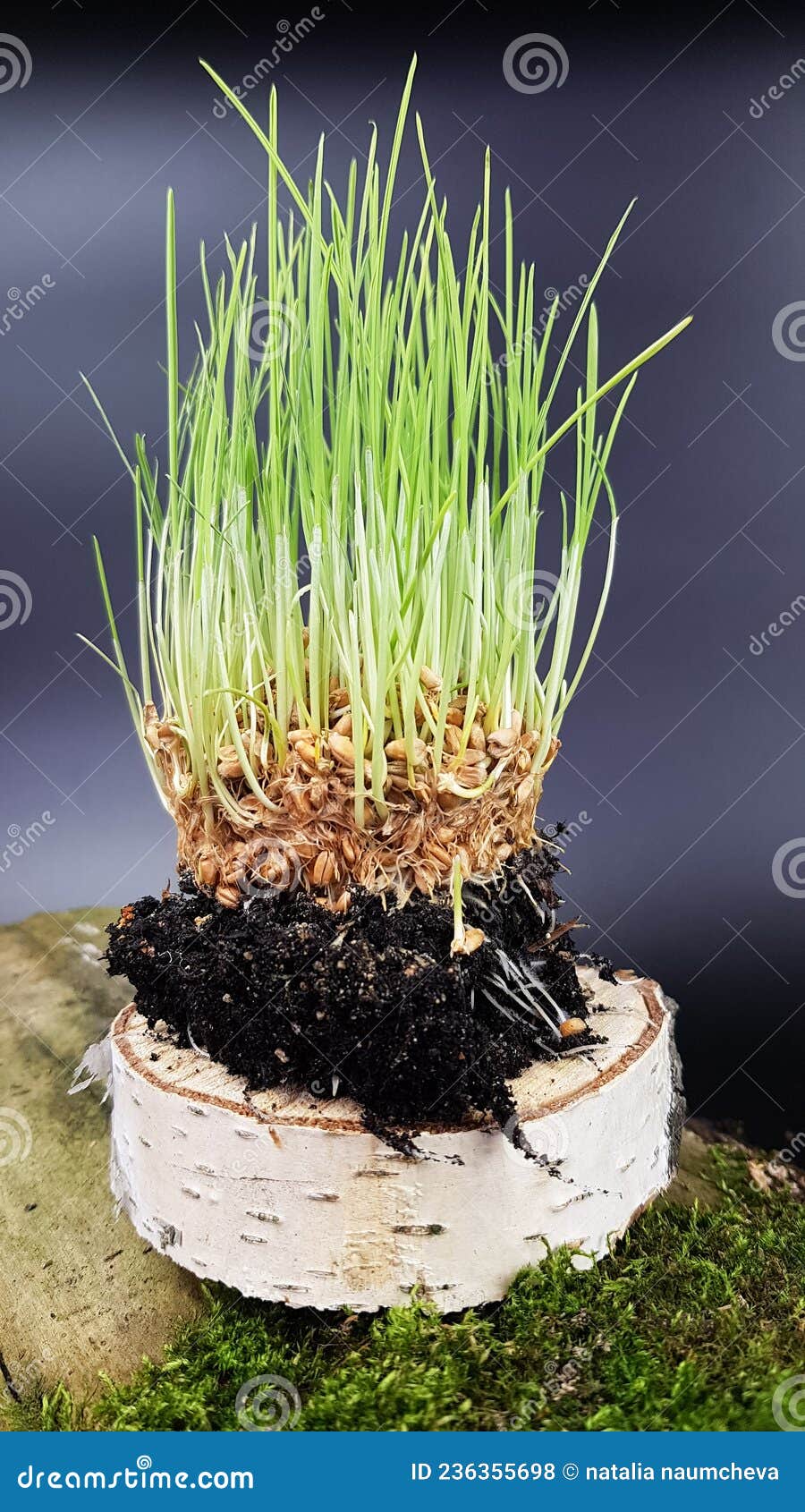 Sprouted Wheat Grains on a Dark Background on a Round Podium Stock ...