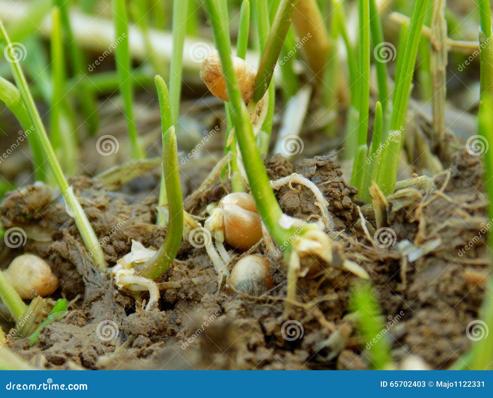 Sprouted wheat grains stock image. Image of vegetation - 65702403