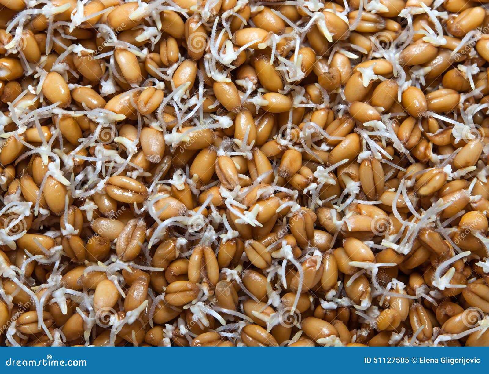 Sprouted Wheat Grains. stock image. Image of dietary - 51127505