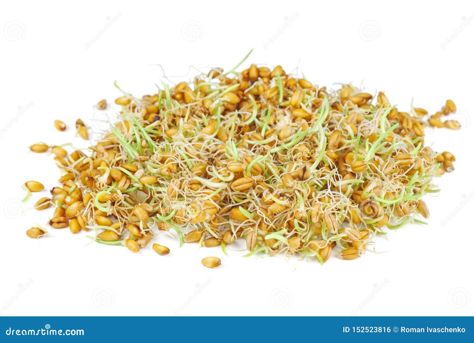 Sprouted wheat grains stock photo. Image of grass, natural - 152523816