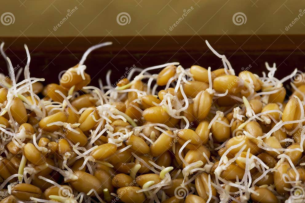 Sprouted wheat grains stock photo. Image of ingredient - 67527914