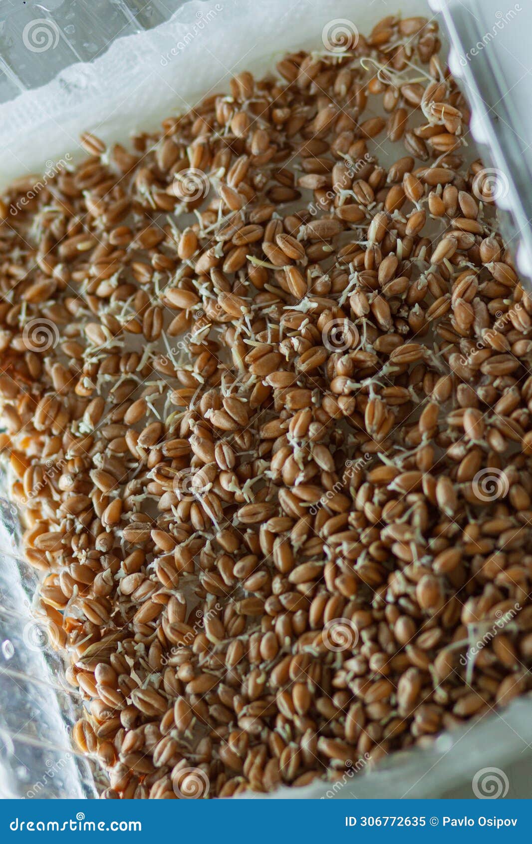 Sprouted Wheat Grains in a Transparent Container Stock Image - Image of ...
