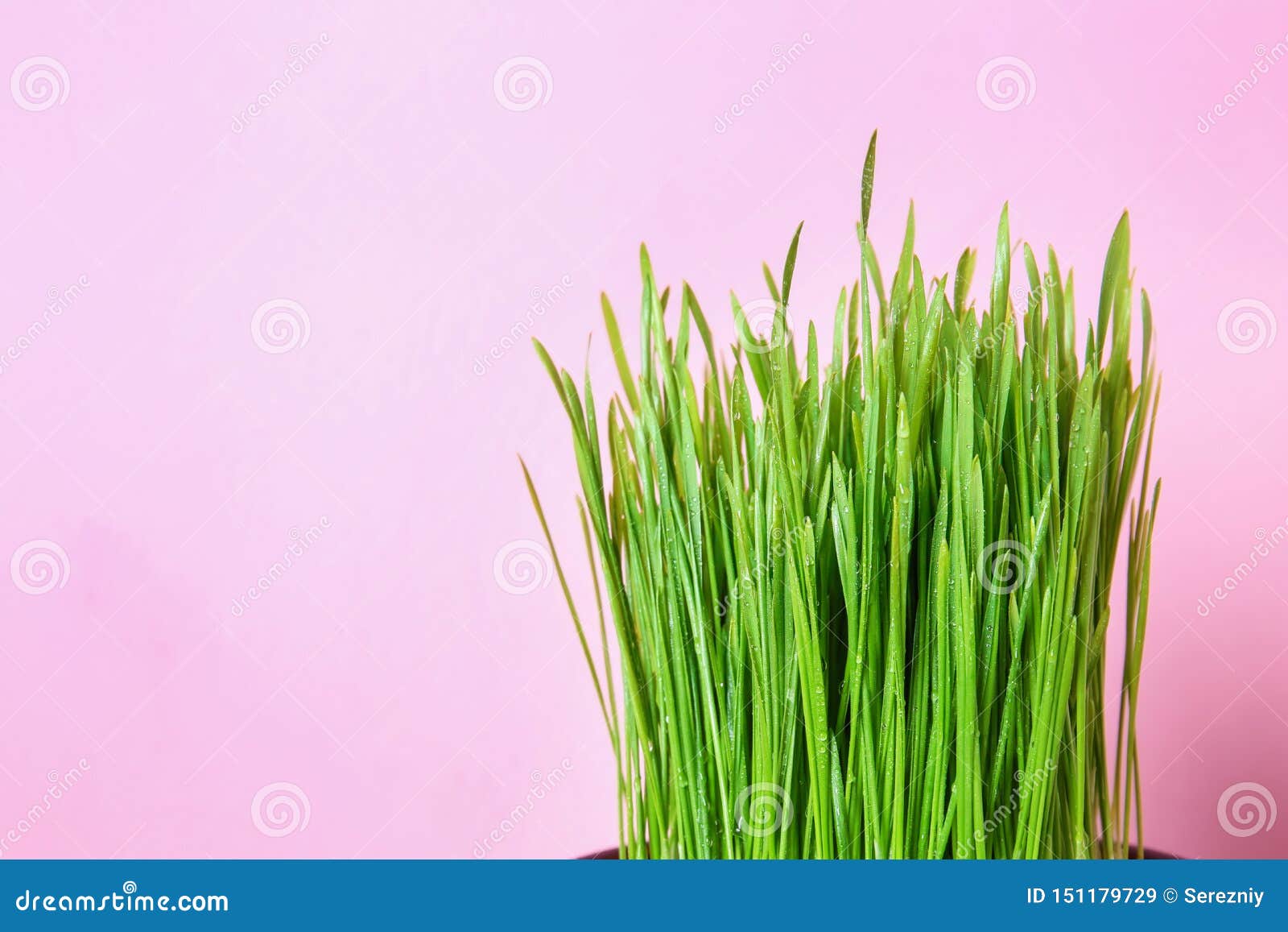 Sprouted Wheat Grass on Color Background Stock Image - Image of color ...