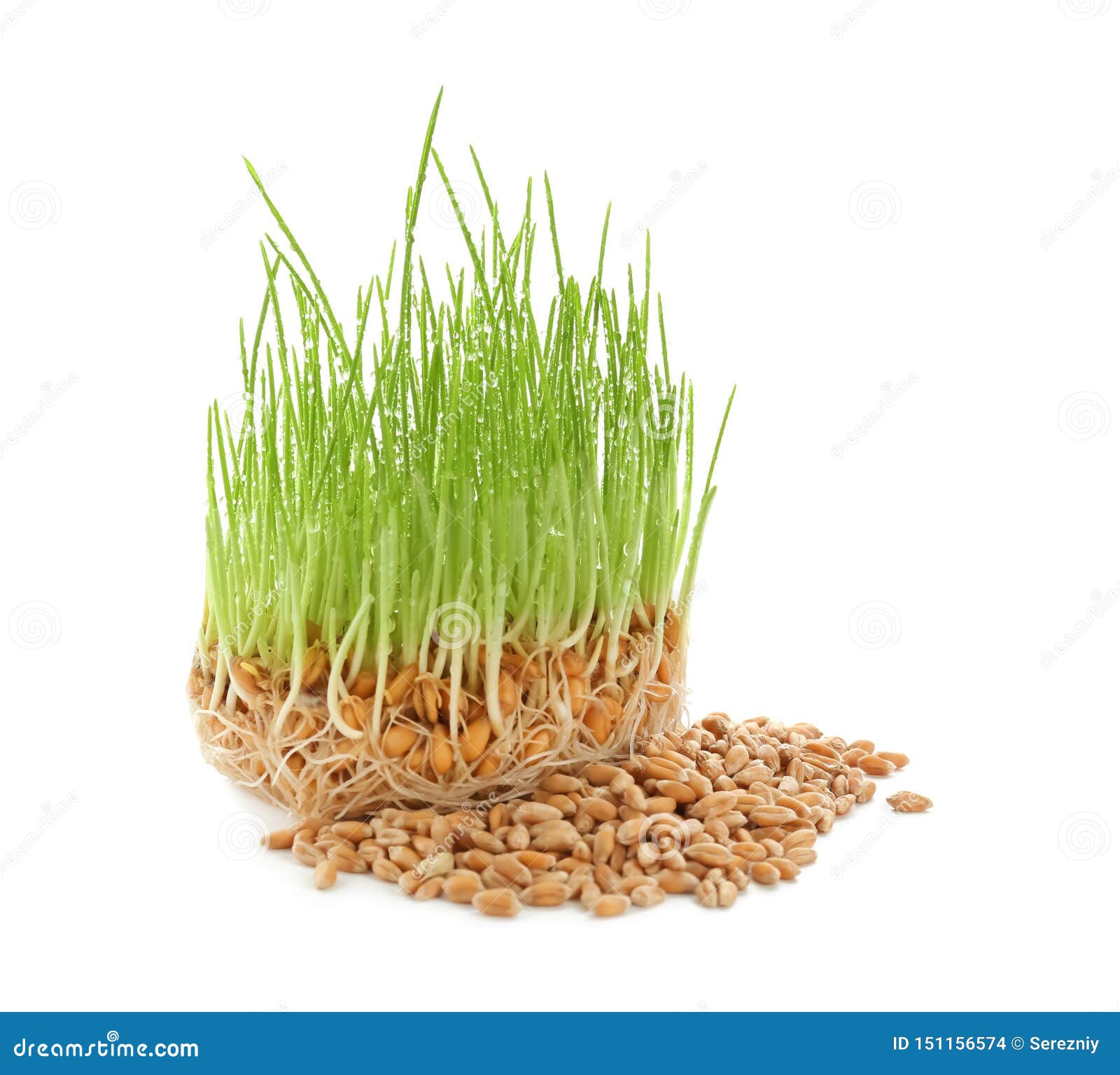 Sprouted Wheat Grass on White Background Stock Photo - Image of botany ...