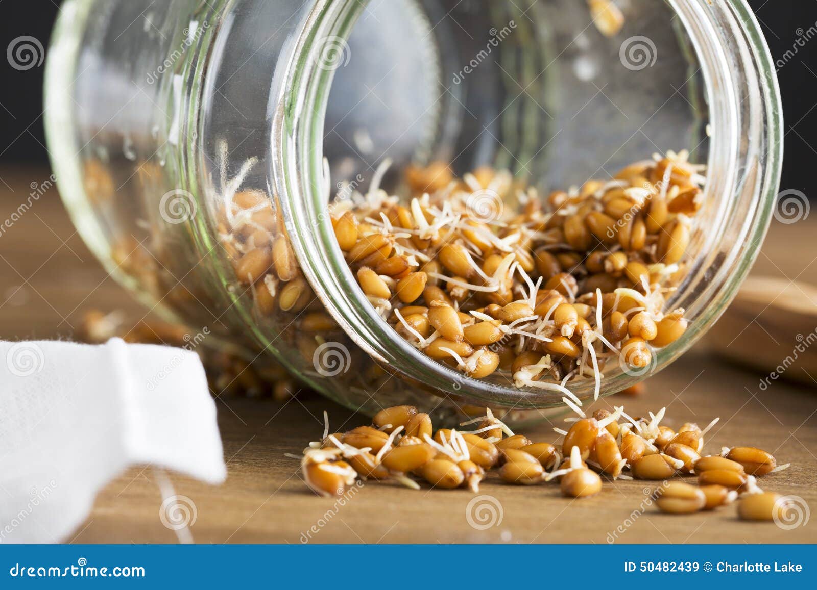 Sprouted Wheat in Jar stock image. Image of sprouting - 50482439