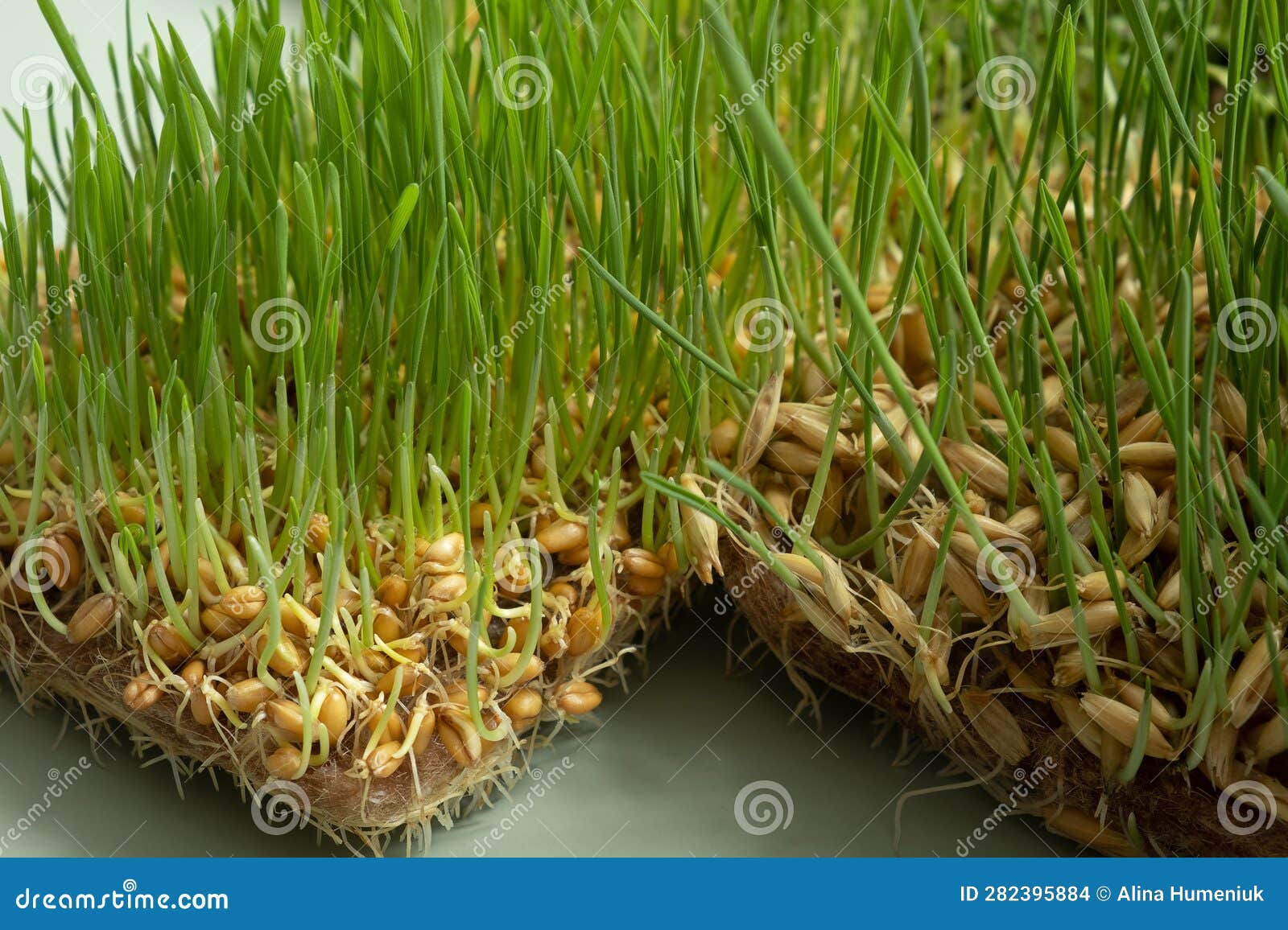 Sprouted Wheat and Oat Microgreens. Superfood is Grown at Home Stock ...