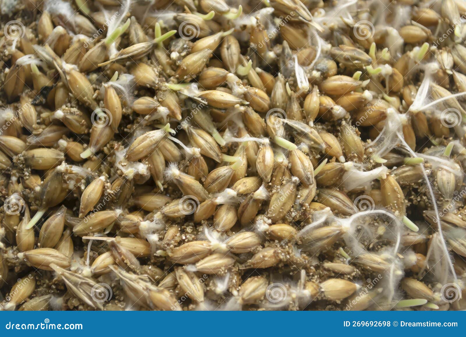 Sprouted Wheat Seeds. Seeds Sprouted from Above, with Close Frustration. Young Wheatgrass. Stock ...