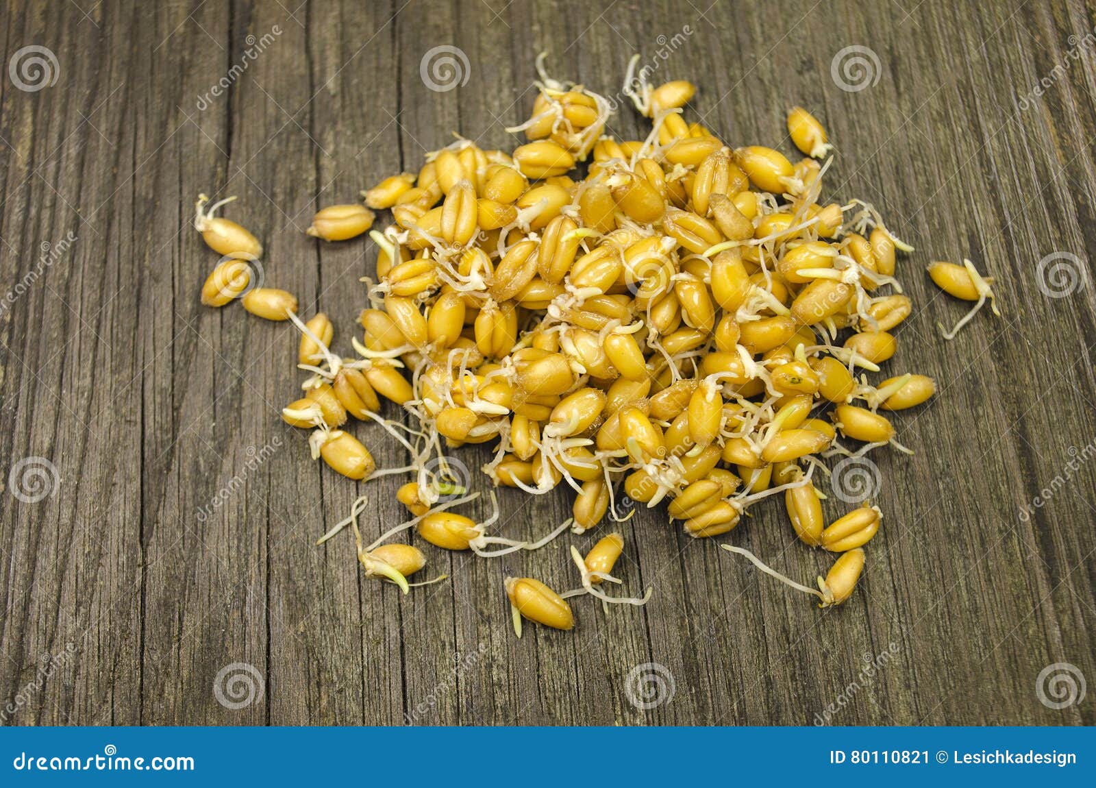 Sprouted wheat seeds stock image. Image of germ, natural - 80110821