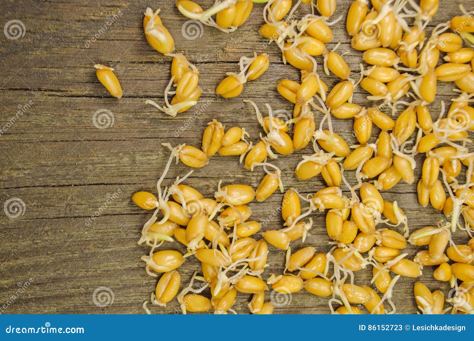Sprouted wheat seeds stock image. Image of leaf, cereal - 86152723