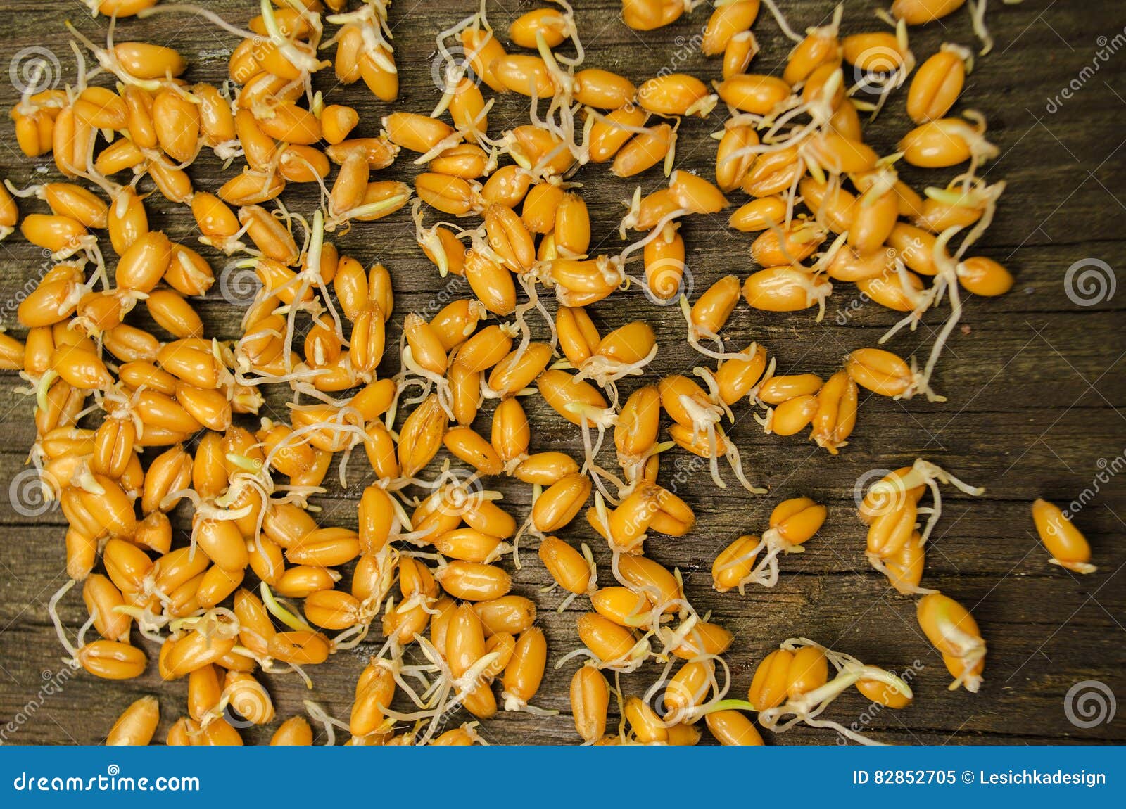 Sprouted wheat seeds stock image. Image of growth, food - 82852705