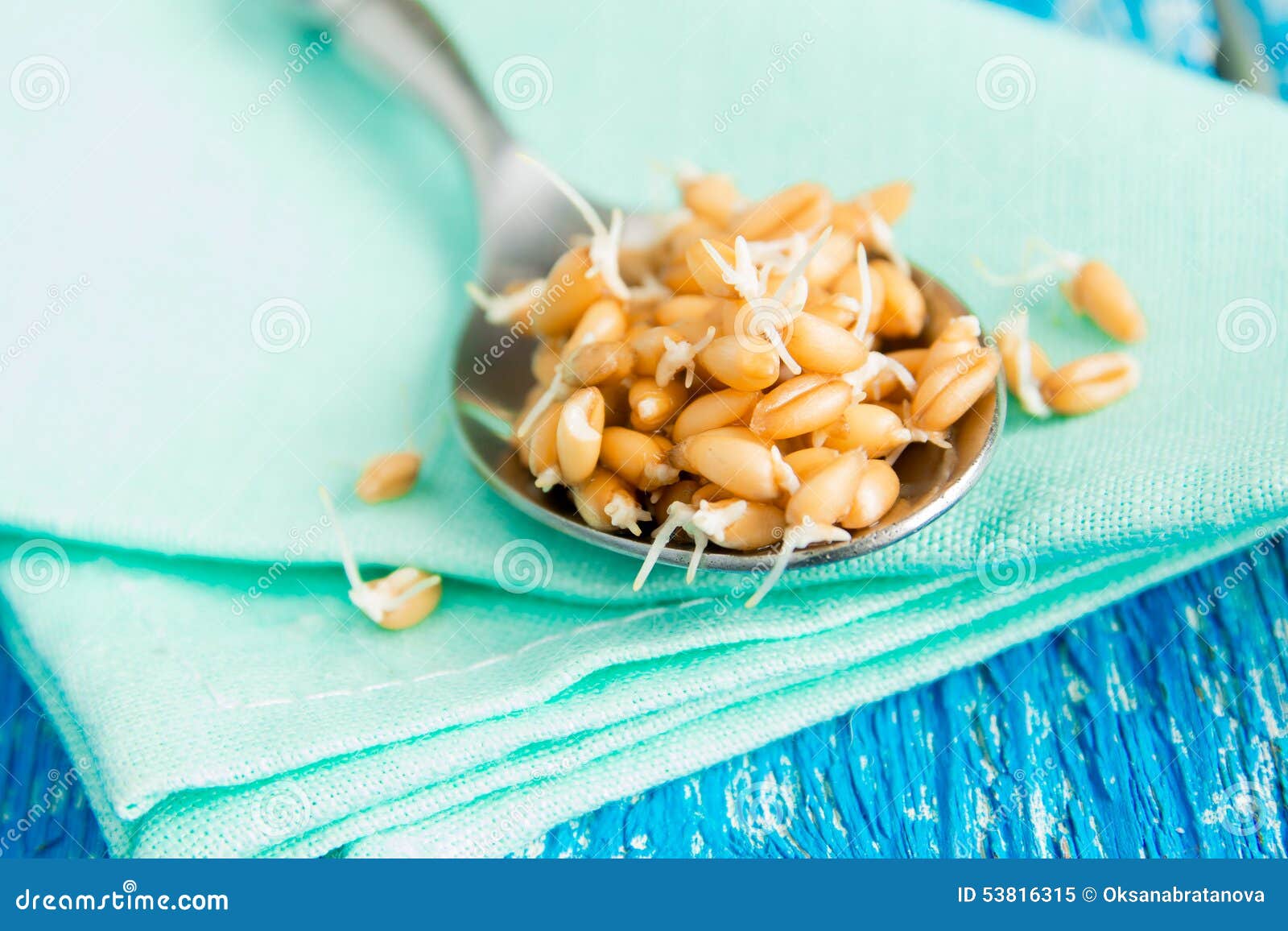 Sprouted wheat seeds stock image. Image of cereal, growing - 53816315