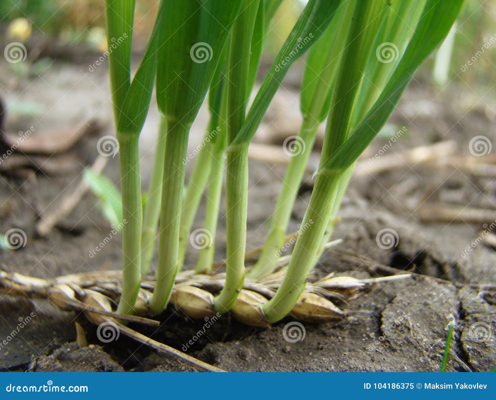 Sprouted wheat stock image. Image of grain, germ, sprouted - 104186375
