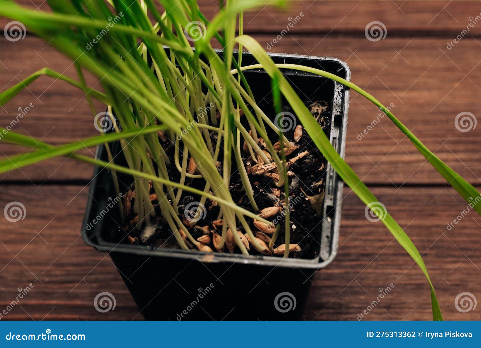 Sprouted Wheat Vitamin Grass for Animals, for Cats. Stock Photo - Image ...
