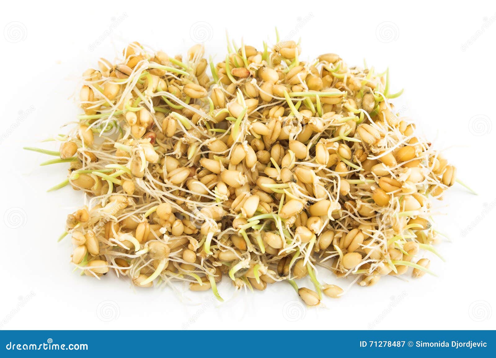 Sprouted Wheat on a White Background Stock Image - Image of grain ...