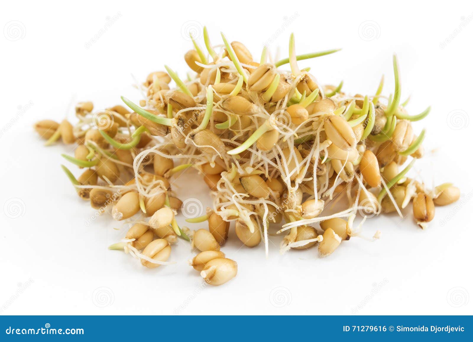 Sprouted Wheat Grain With Green Shoots On A Round Board On A Light ...