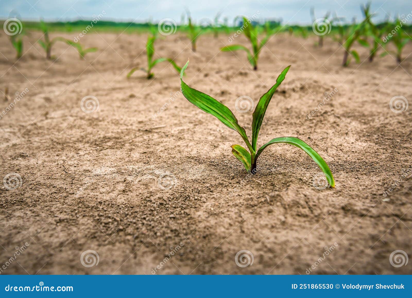 Sprouted Young Corn Maize on the Field Stock Photo - Image of garden ...