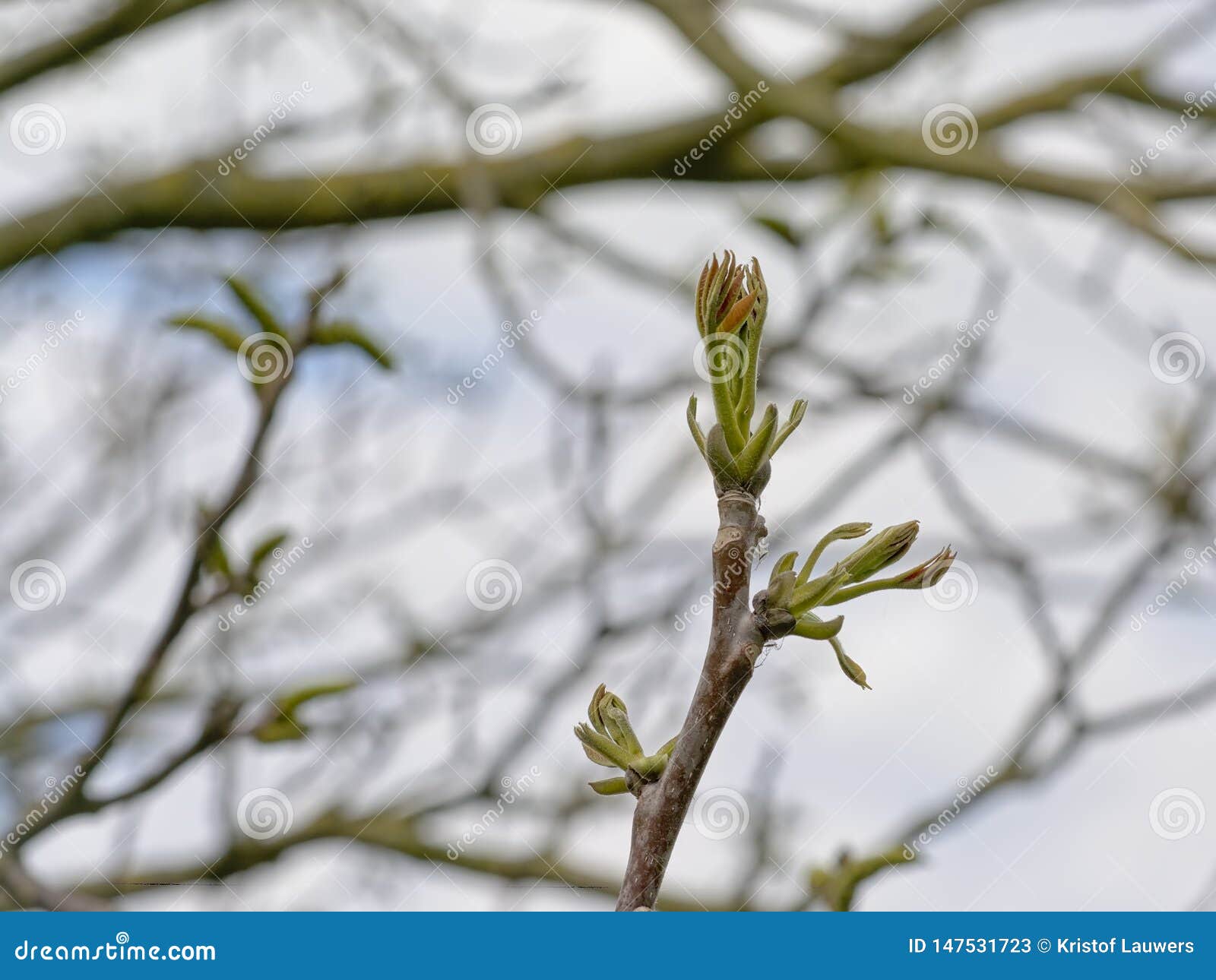 Sprouting Ash Tree Leaf Buds in Spring - Fraxinus Angustifolia Stock ... Sprouting Ash Tree Leaf Buds in Spring - Fraxinus Angustifolia Stock ...