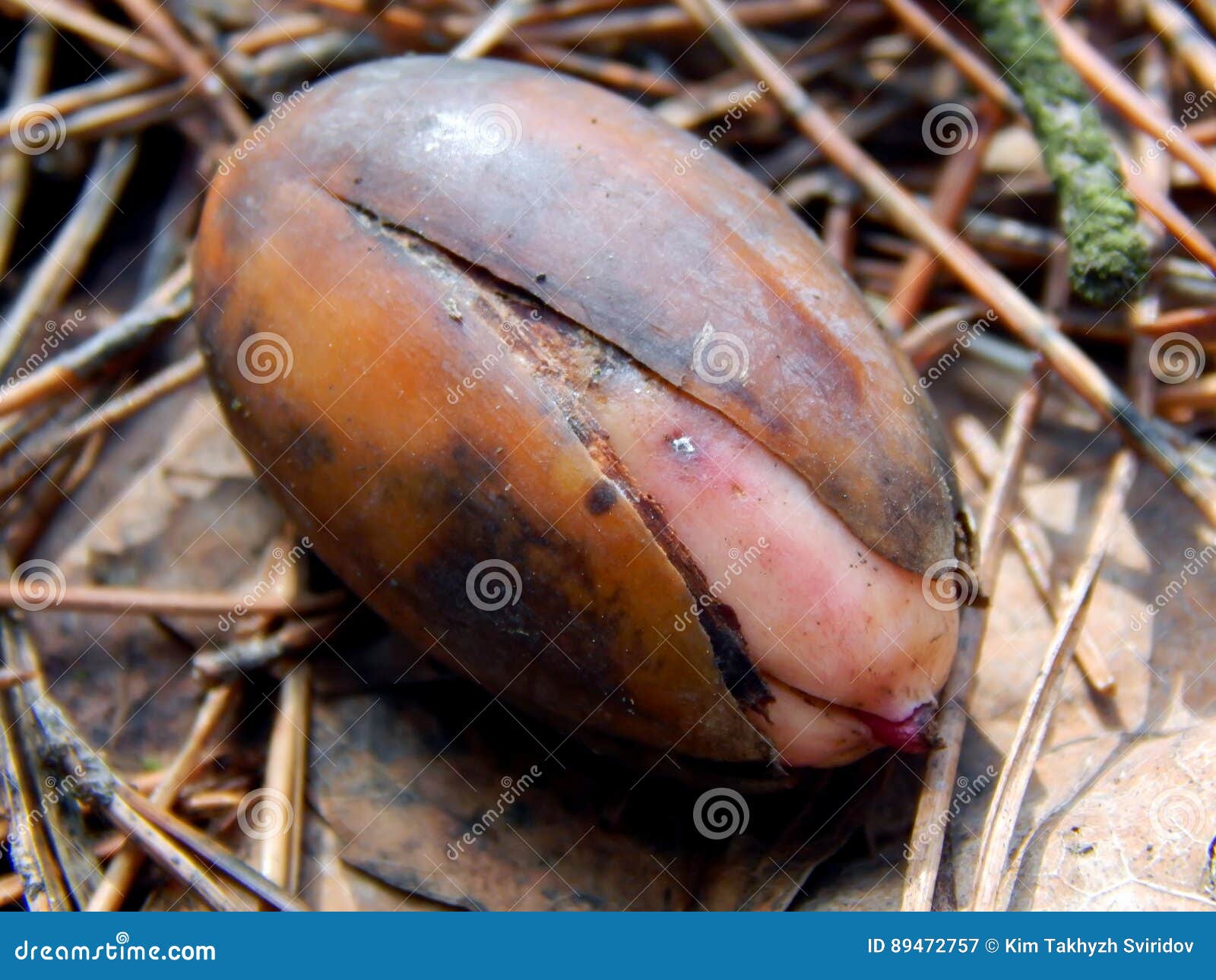 Sprouting Acorn on the Ground, among the Dry Leaves in the Forest Stock ...