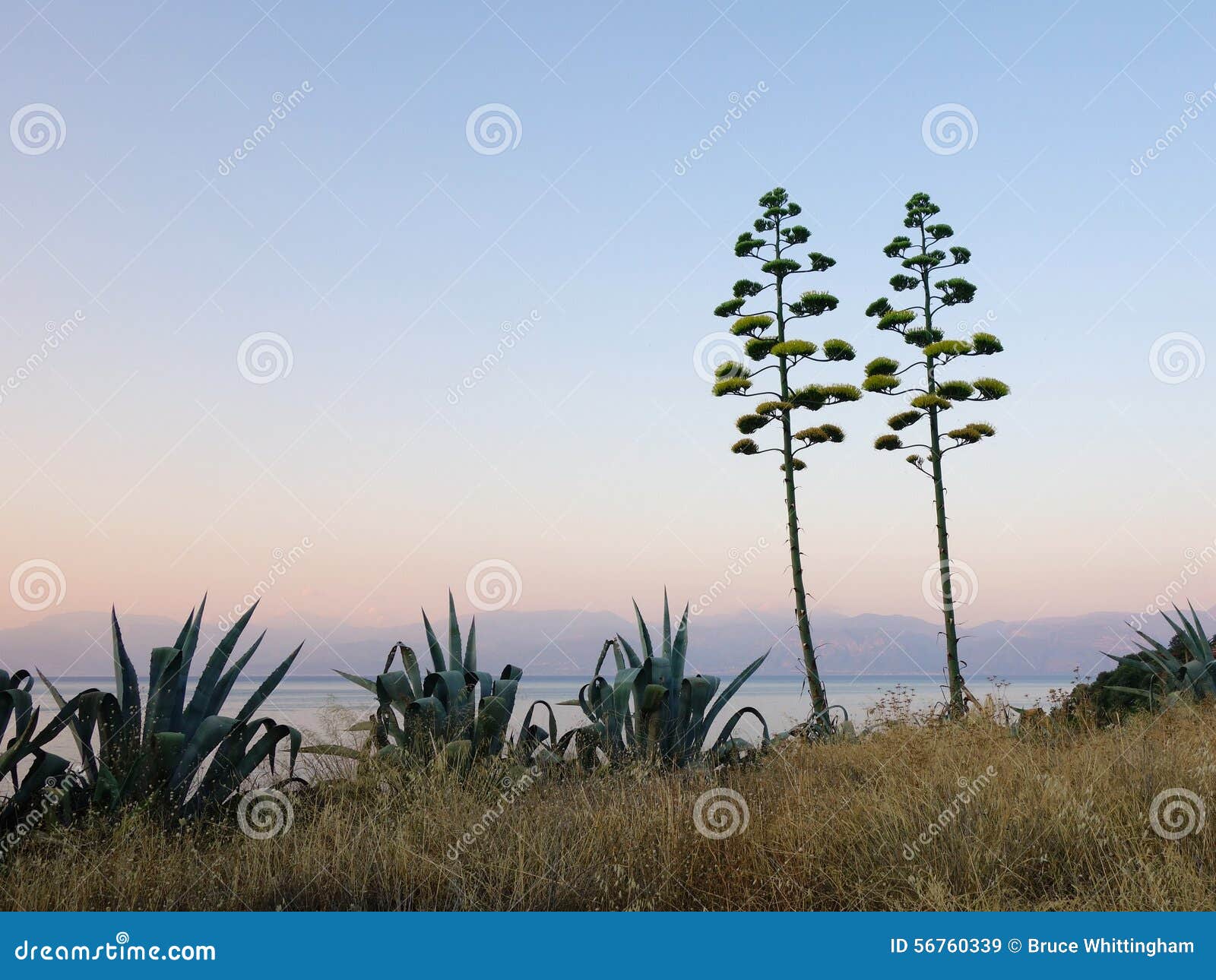 Sprouting Agave Plants stock image. Image of sprouting - 56760339