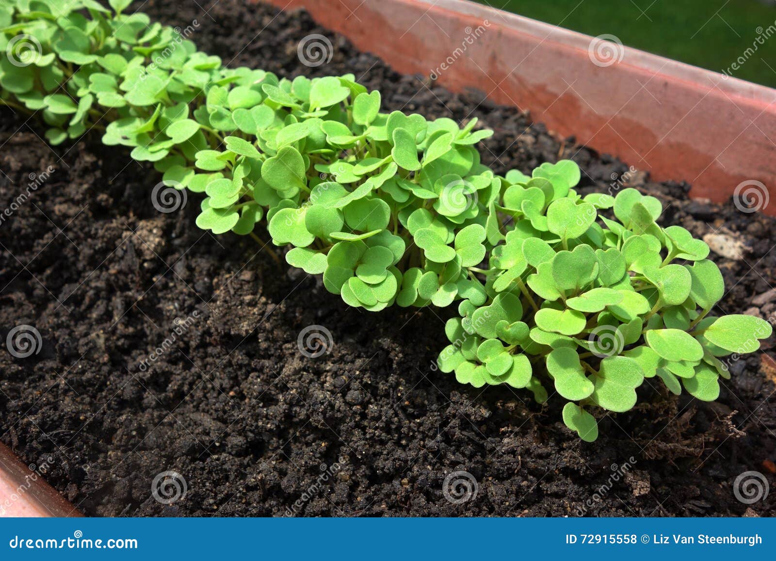 Sprouting Arugula stock photo. Image of vegetable, dirt - 72915558