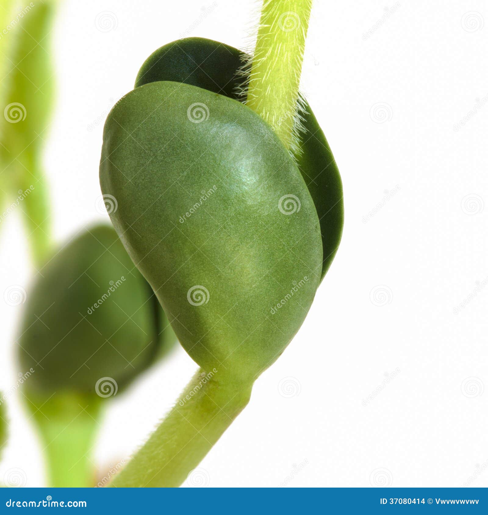Sprouting bean stock photo. Image of sprouts, sprouting - 37080414