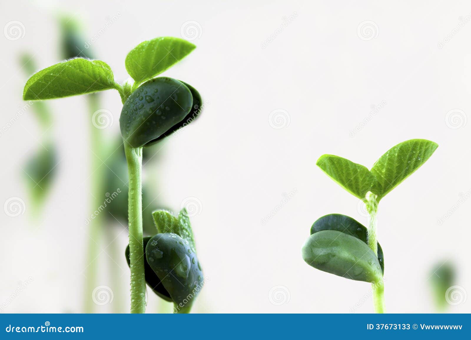 Sprouting bean stock image. Image of leaves, growth, food - 37673133