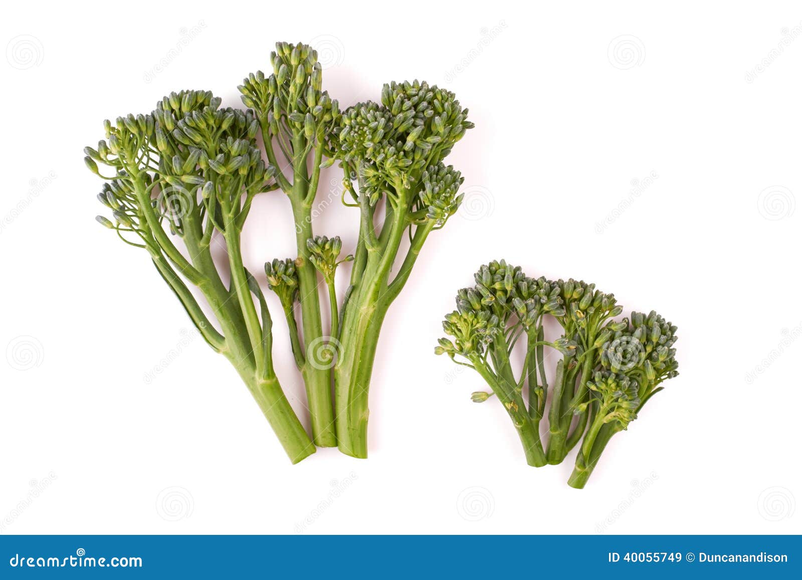 Sprouting Broccoli stock image. Image of single, vegetables - 40055749