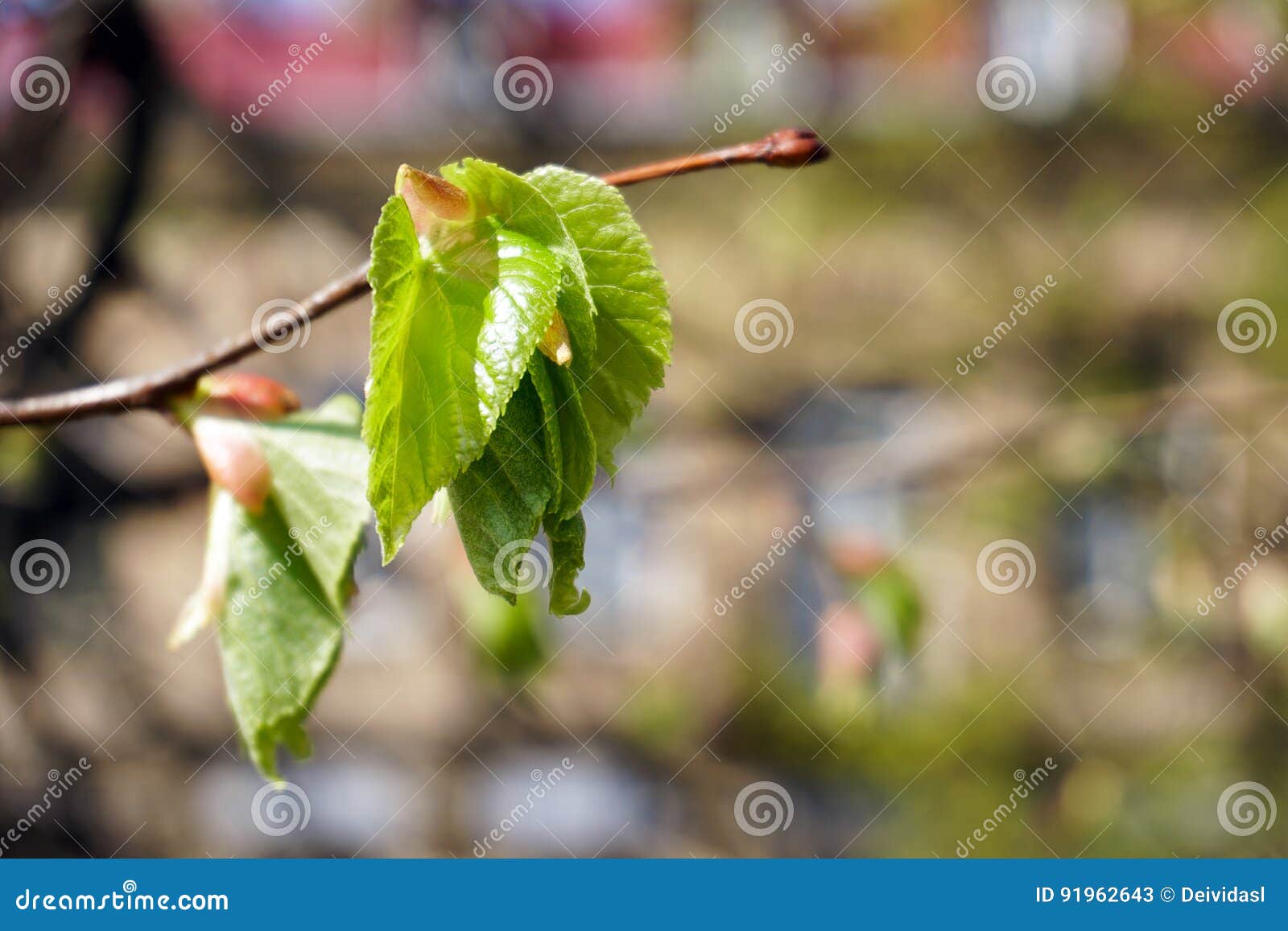 Sprouting bud in spring stock image. Image of grow, sprout - 91962643