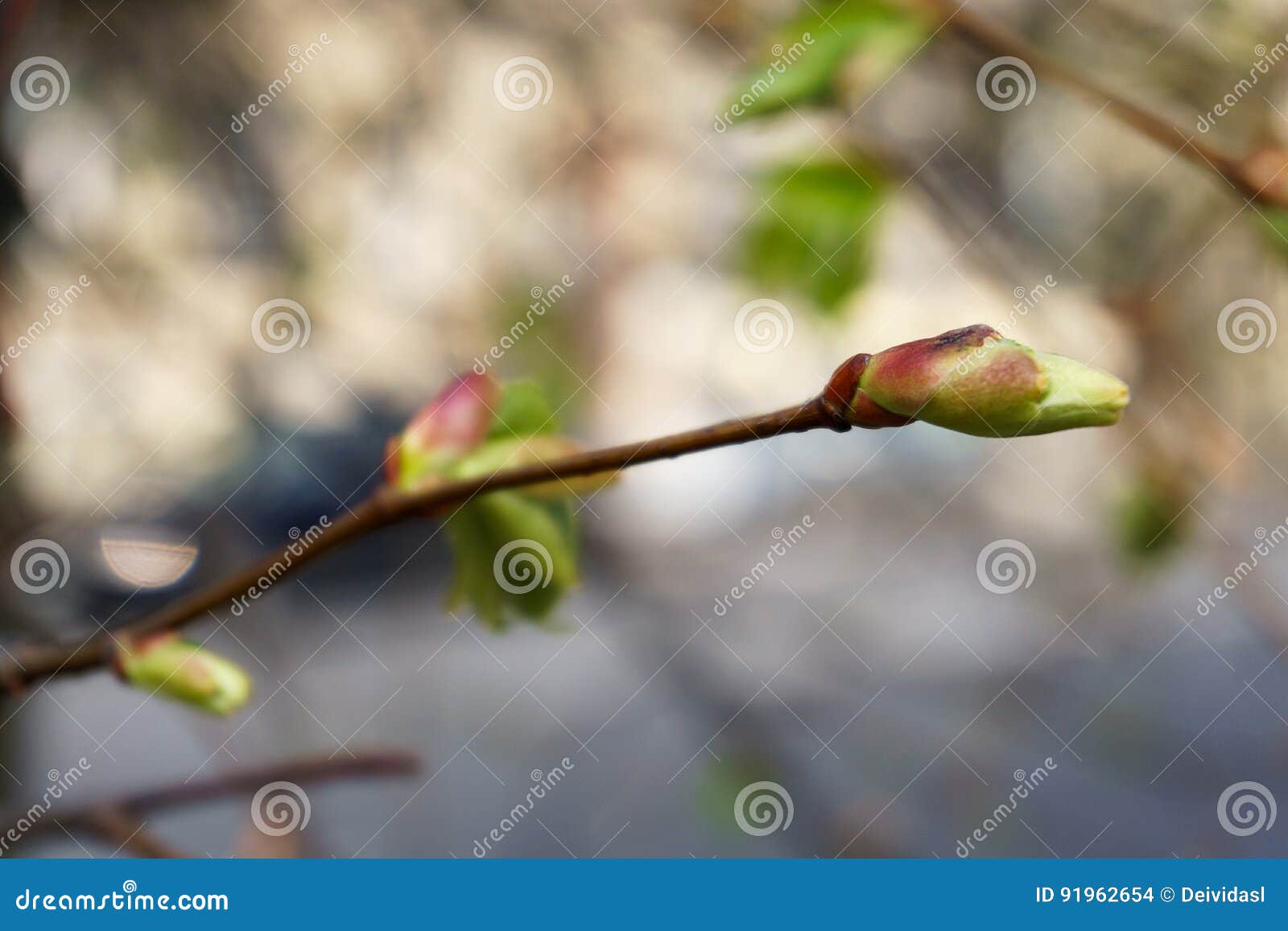 Sprouting bud in spring stock photo. Image of fresh, green - 91962654