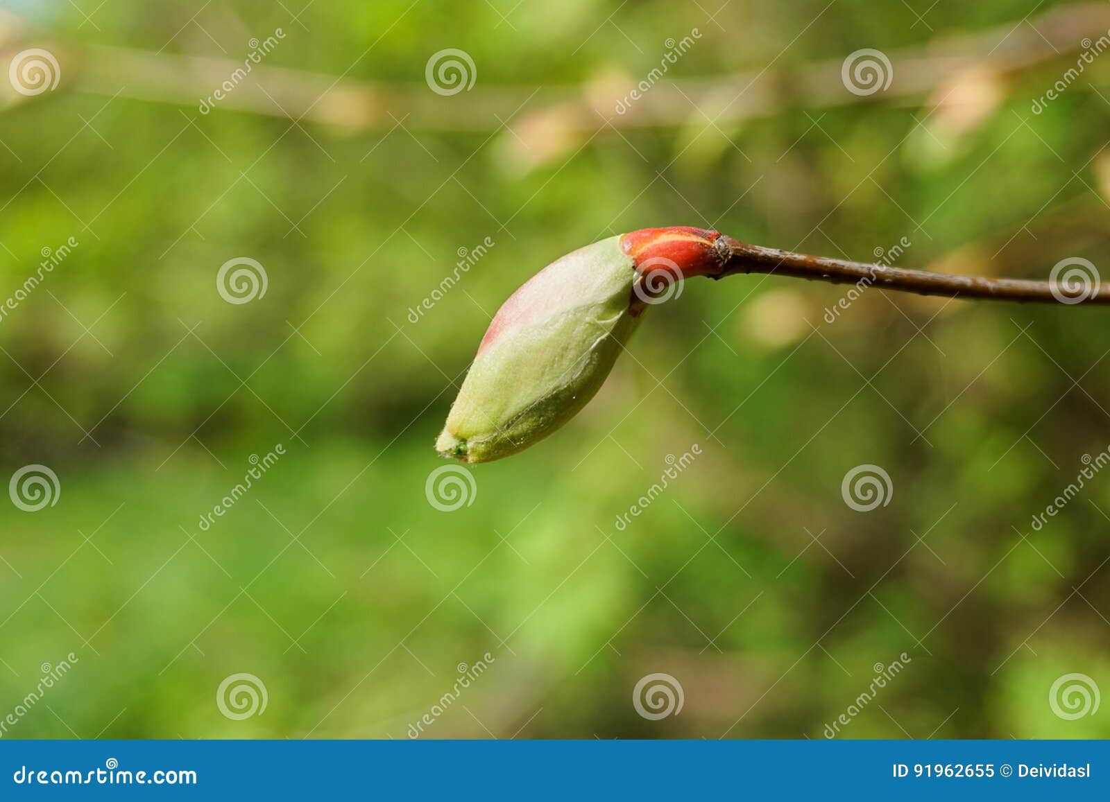 Sprouting bud in spring stock image. Image of plants - 91962655