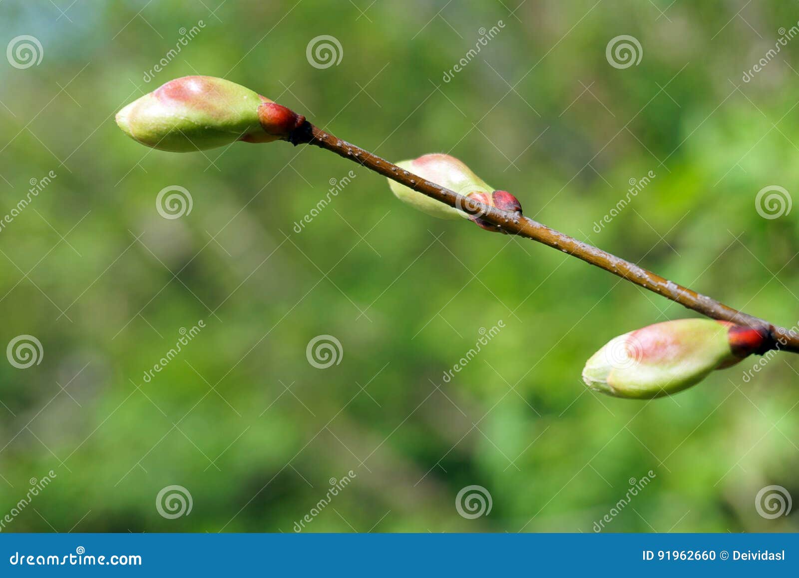 Sprouting bud in spring stock photo. Image of alive, green - 91962660